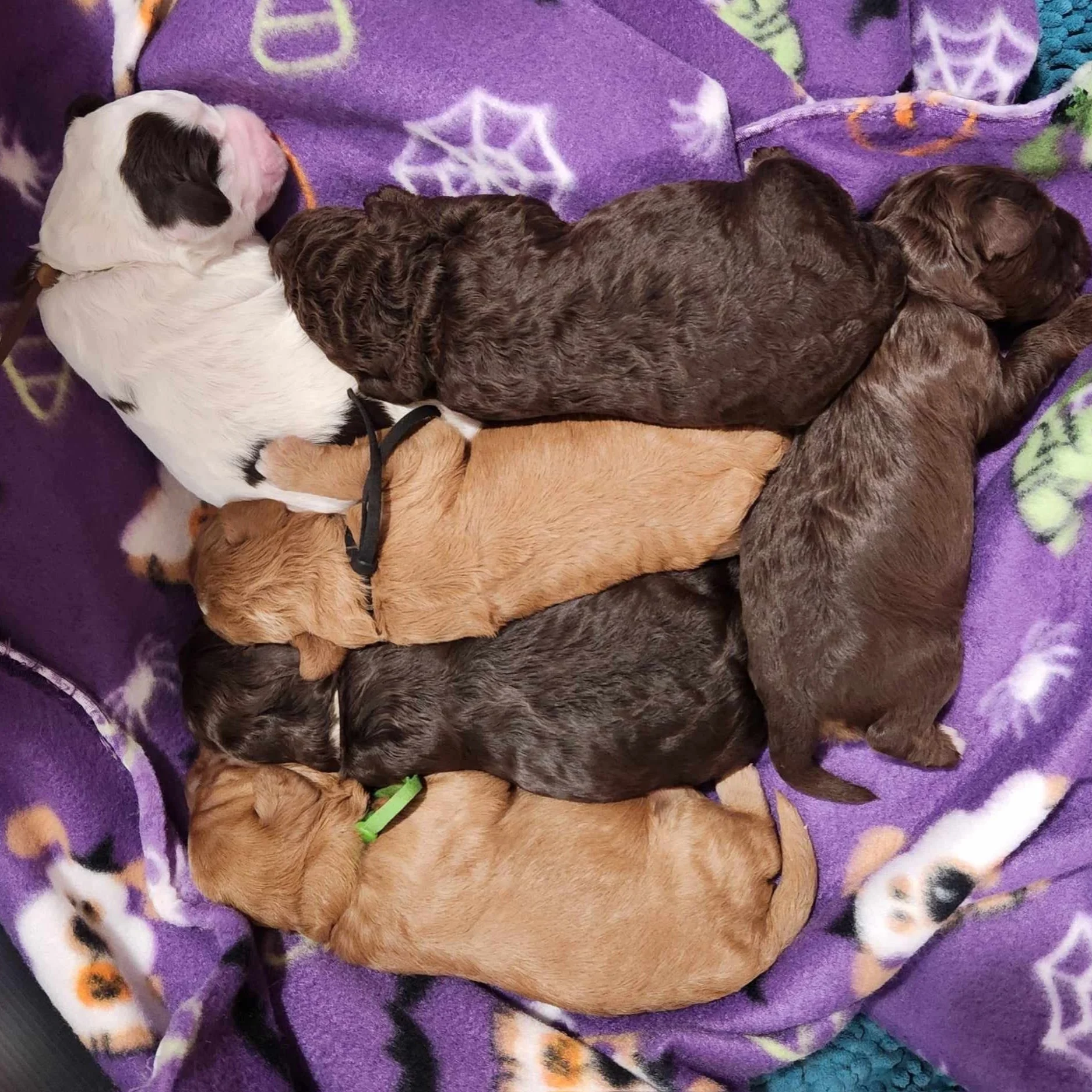 Labradoodle Litter | Check out our available puppies — Great Day ...