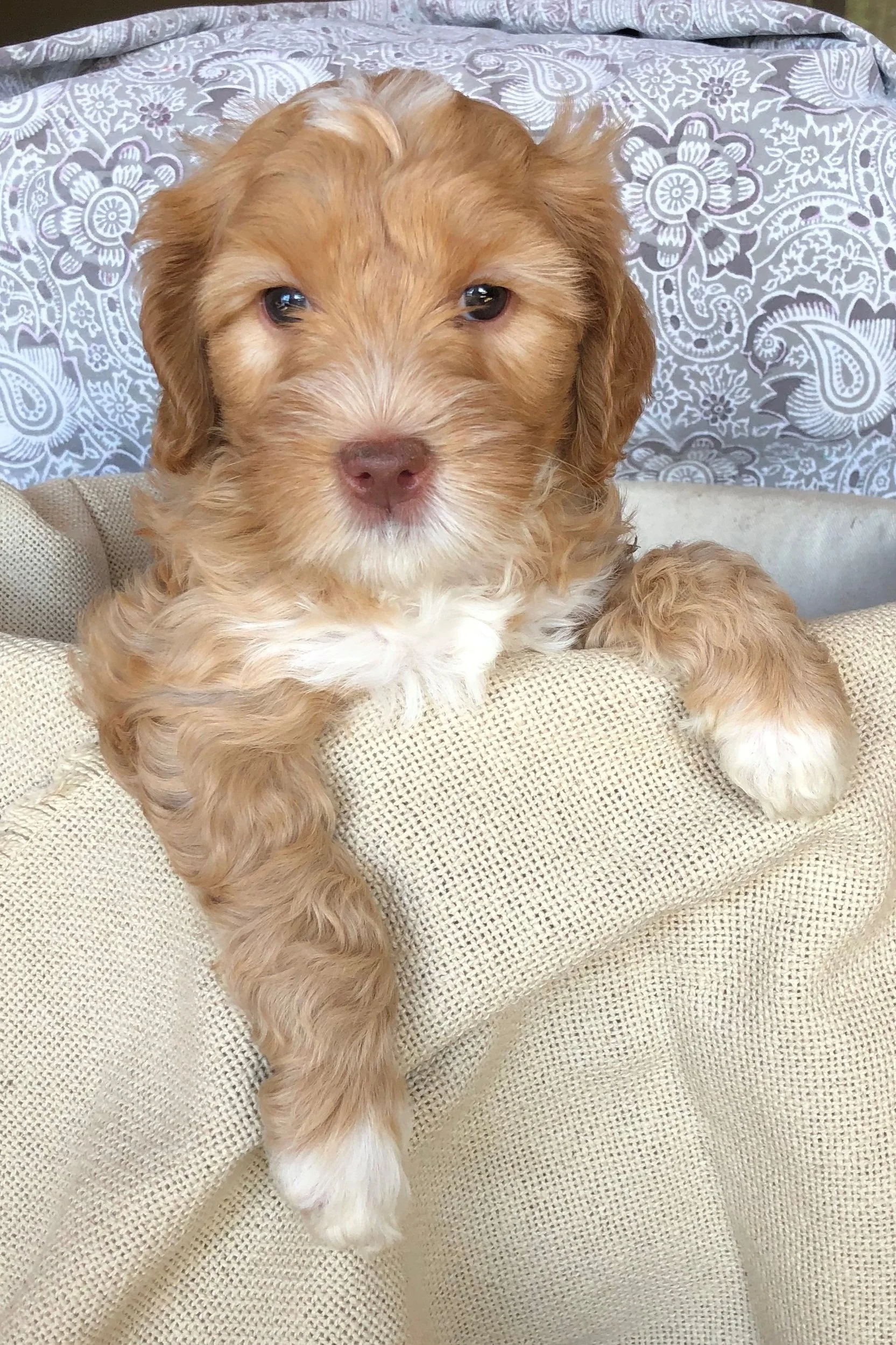 Labradoodle Litter | Check out our available puppies — Great Day ...