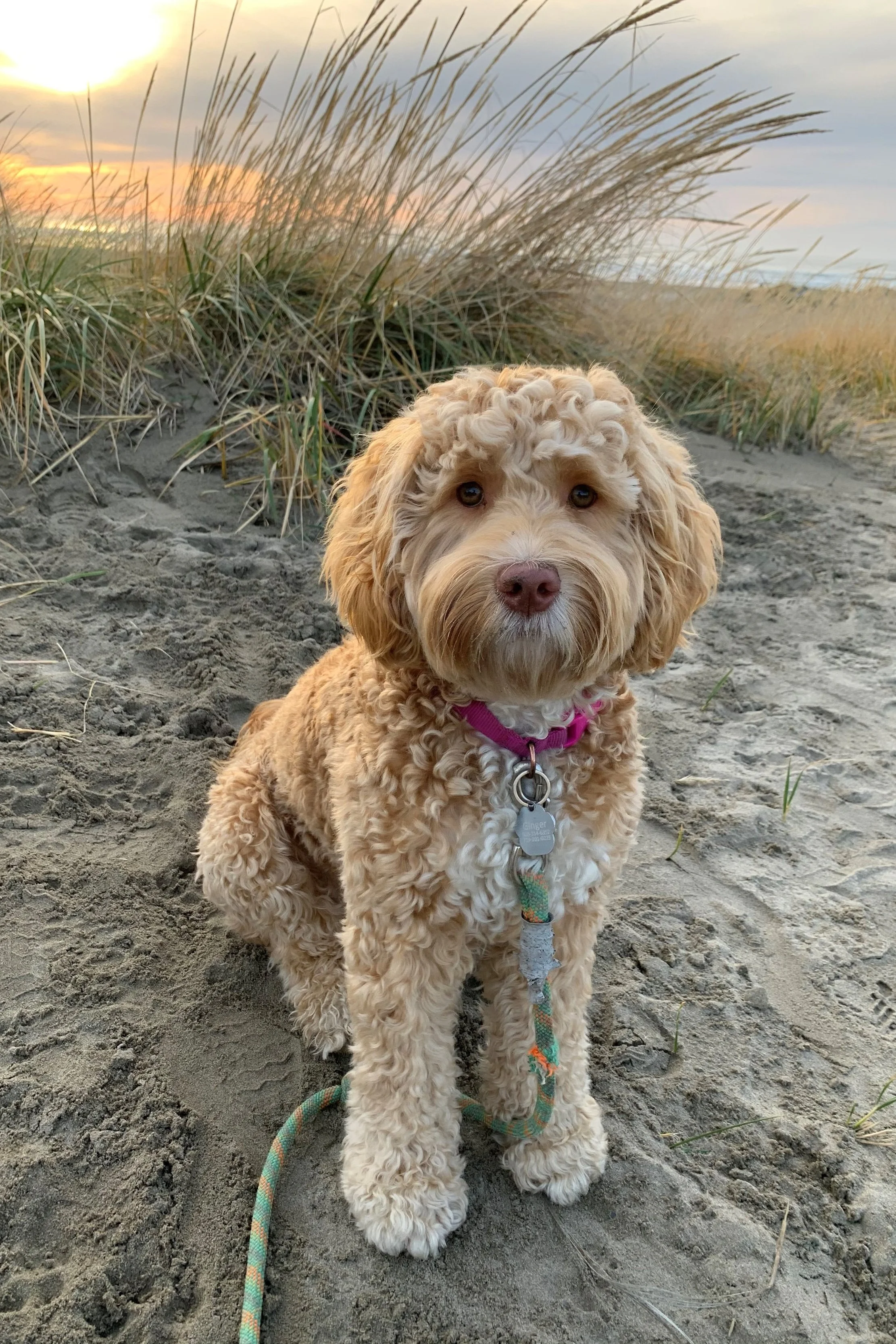 Labradoodle Litter | Check out our available puppies — Great Day ...