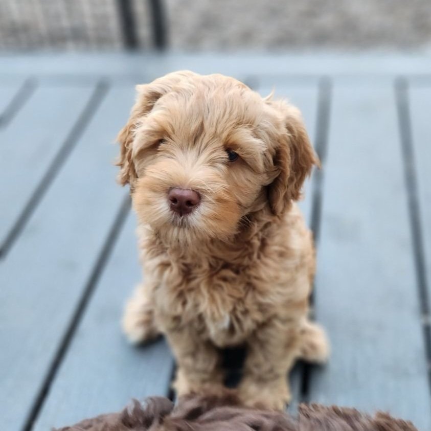 Labradoodle Litter | Check out our available puppies — Great Day ...