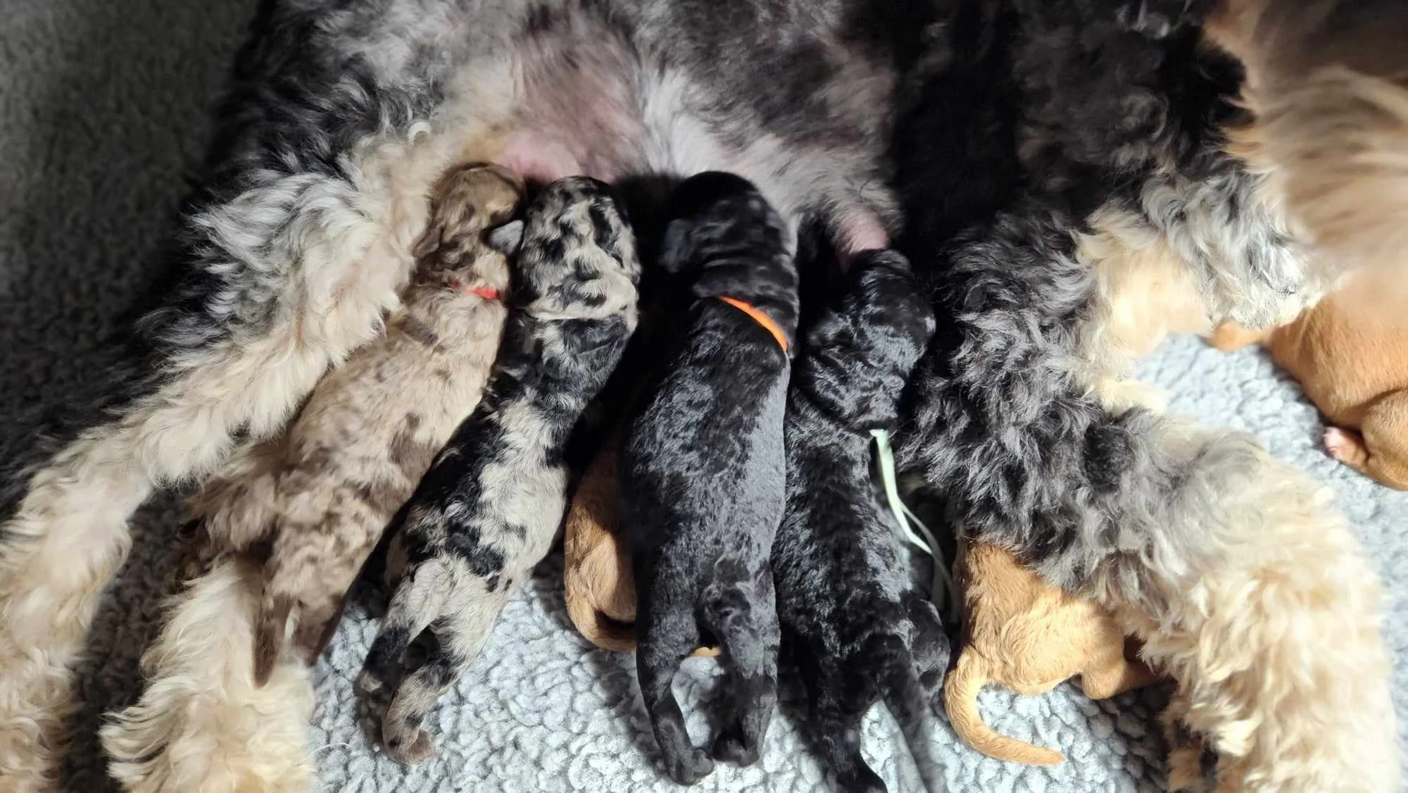 Labradoodle Litter | Check out our available puppies — Great Day ...