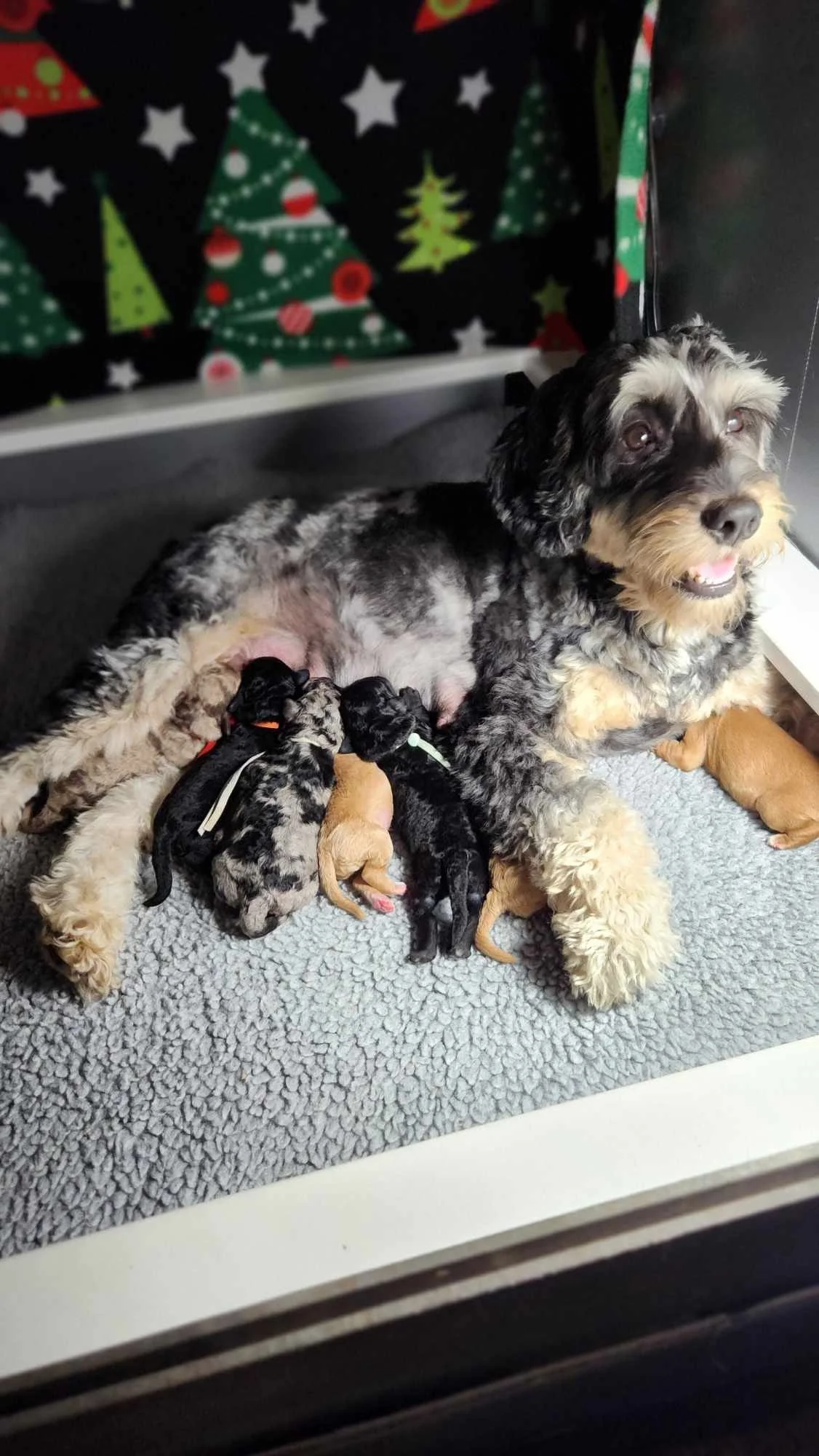 Labradoodle Litter | Check out our available puppies — Great Day ...