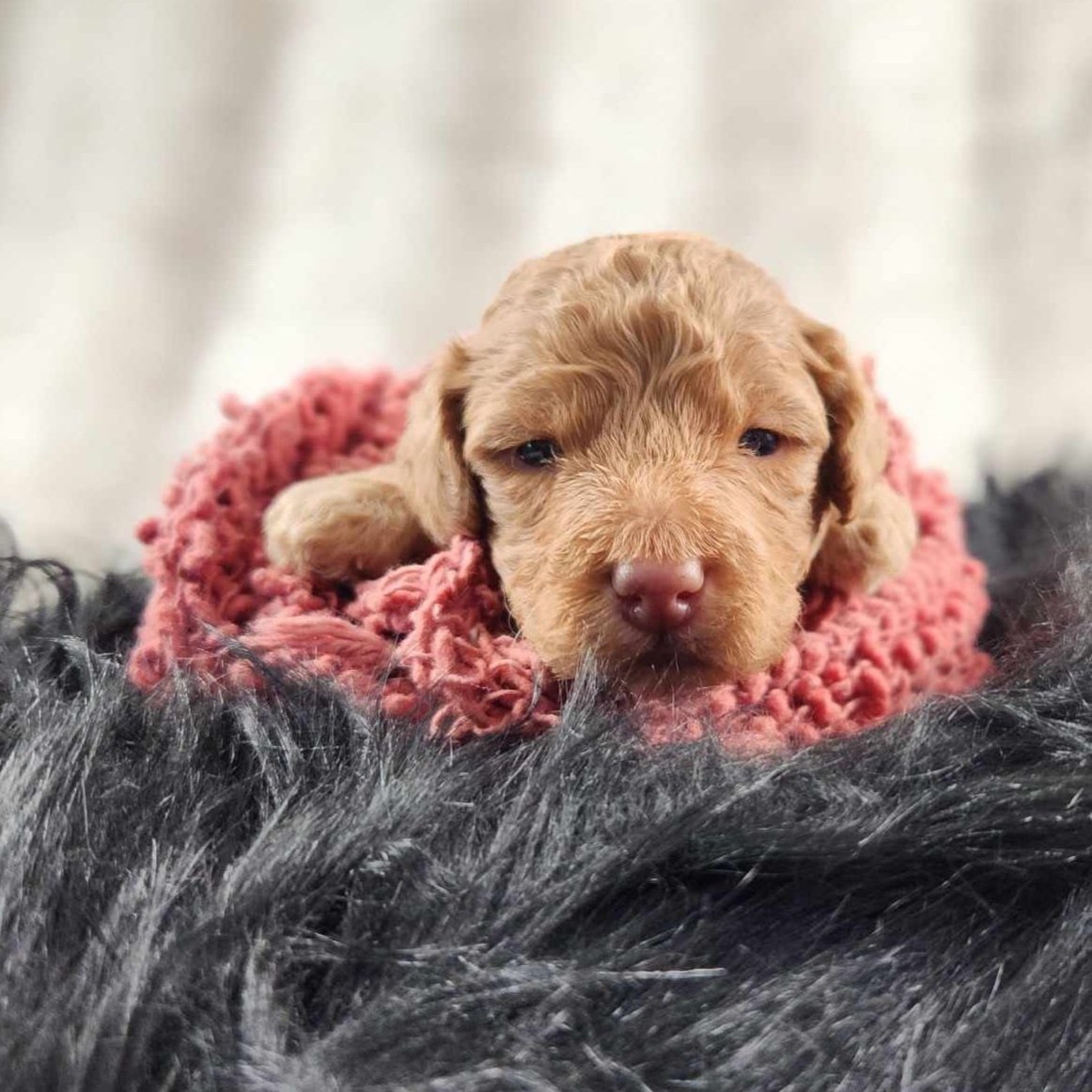 Labradoodle Litter | Check out our available puppies — Great Day ...