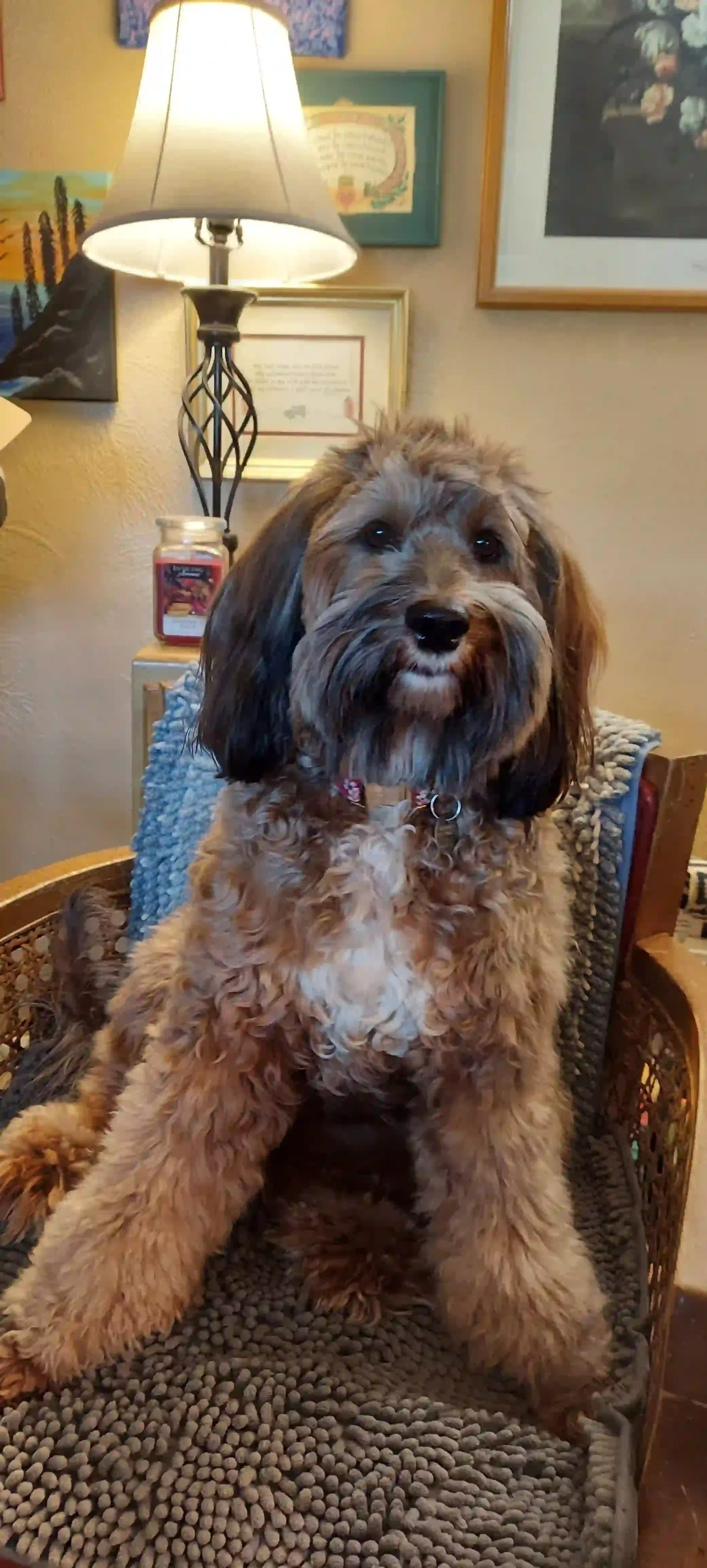 Australian Labradoodle Upcoming Litters — Great Day Labradoodles