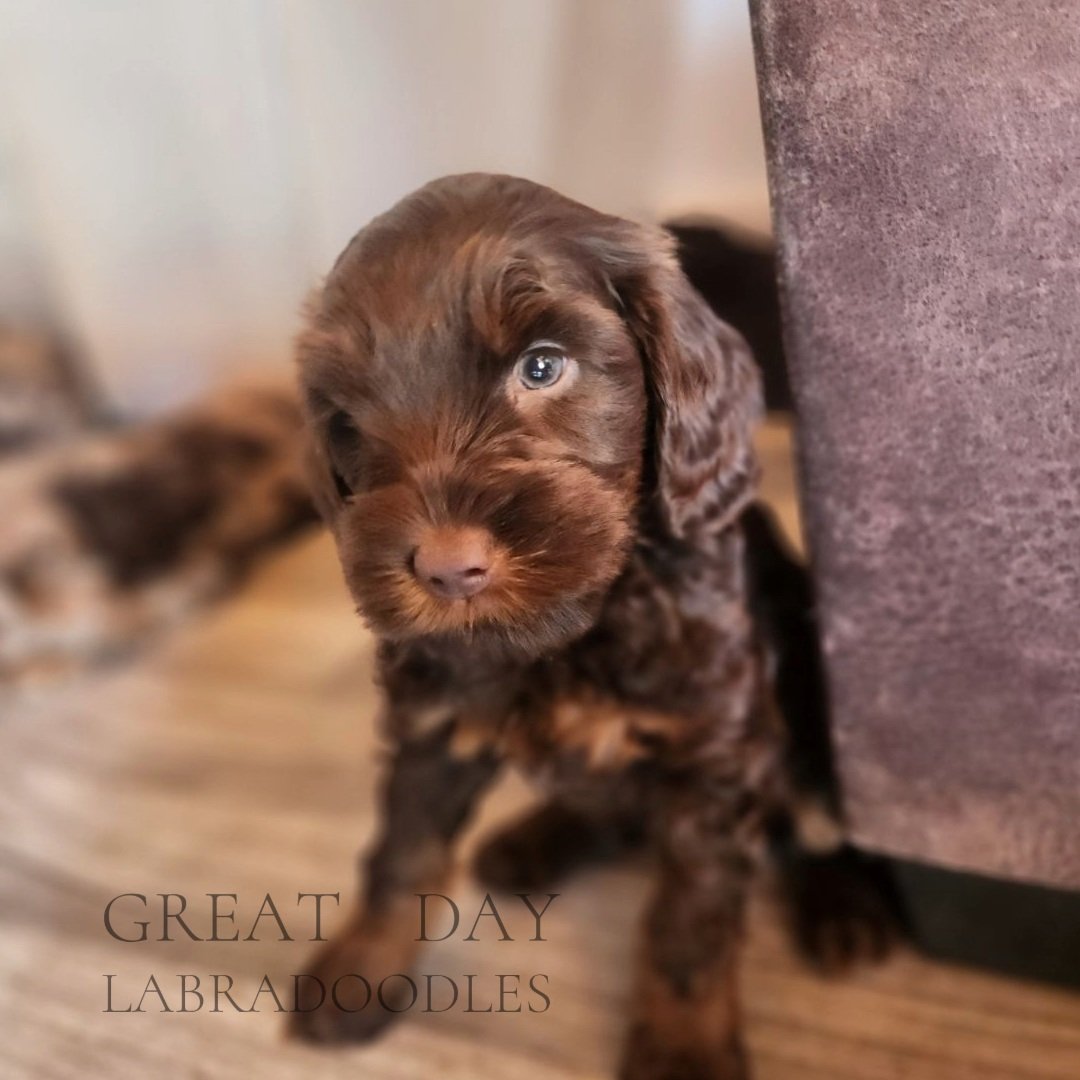 Labradoodle Guardian Program — Great Day Labradoodles