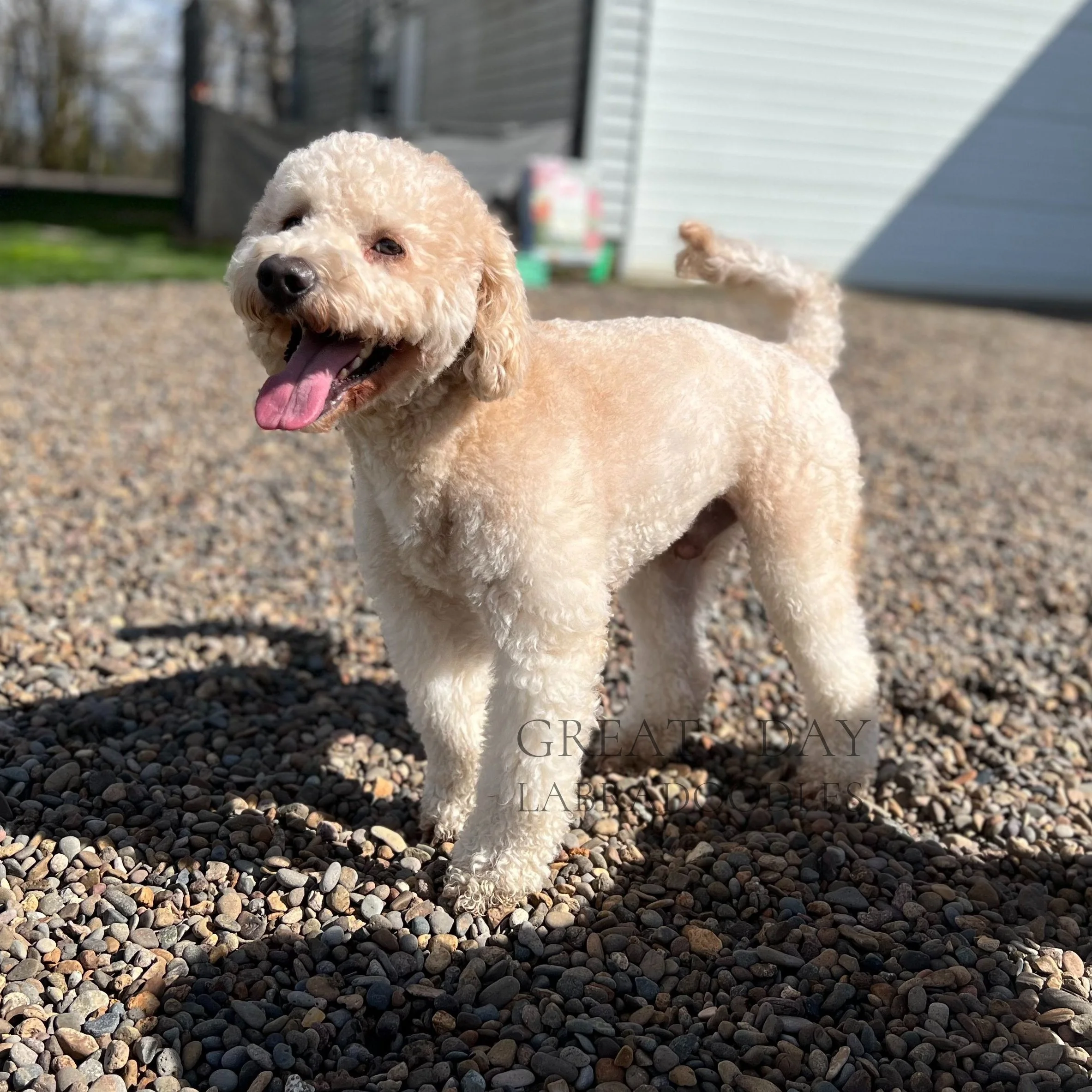 Australian Labradoodle Male Breeding Dogs — Great Day Labradoodles