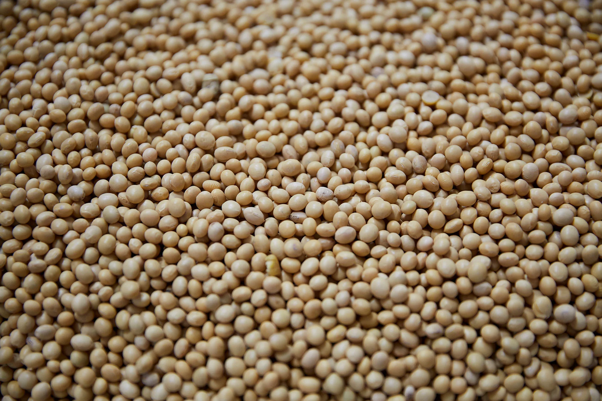 STORY — Organic, Delicious Plant-Based Foods & Tofu