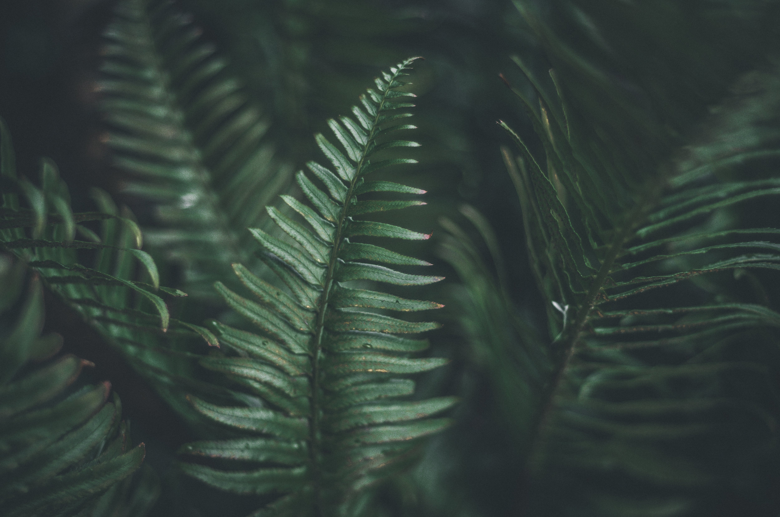 Nancy Shields Creative