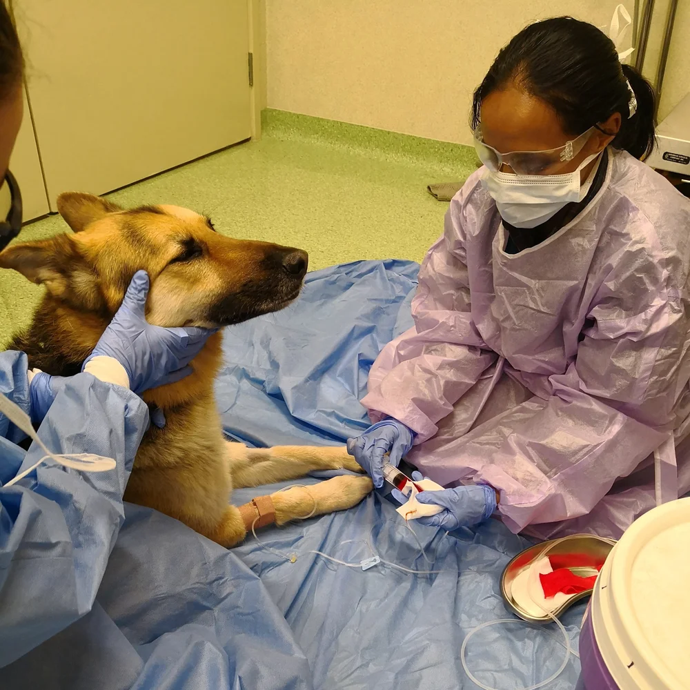 Services — Veterinary Internal Medicine Services