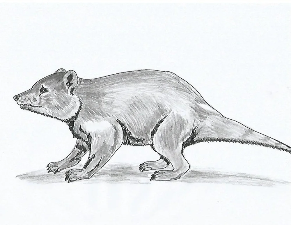 Five Fascinating Animals of Tasmania — Sandra Bennett