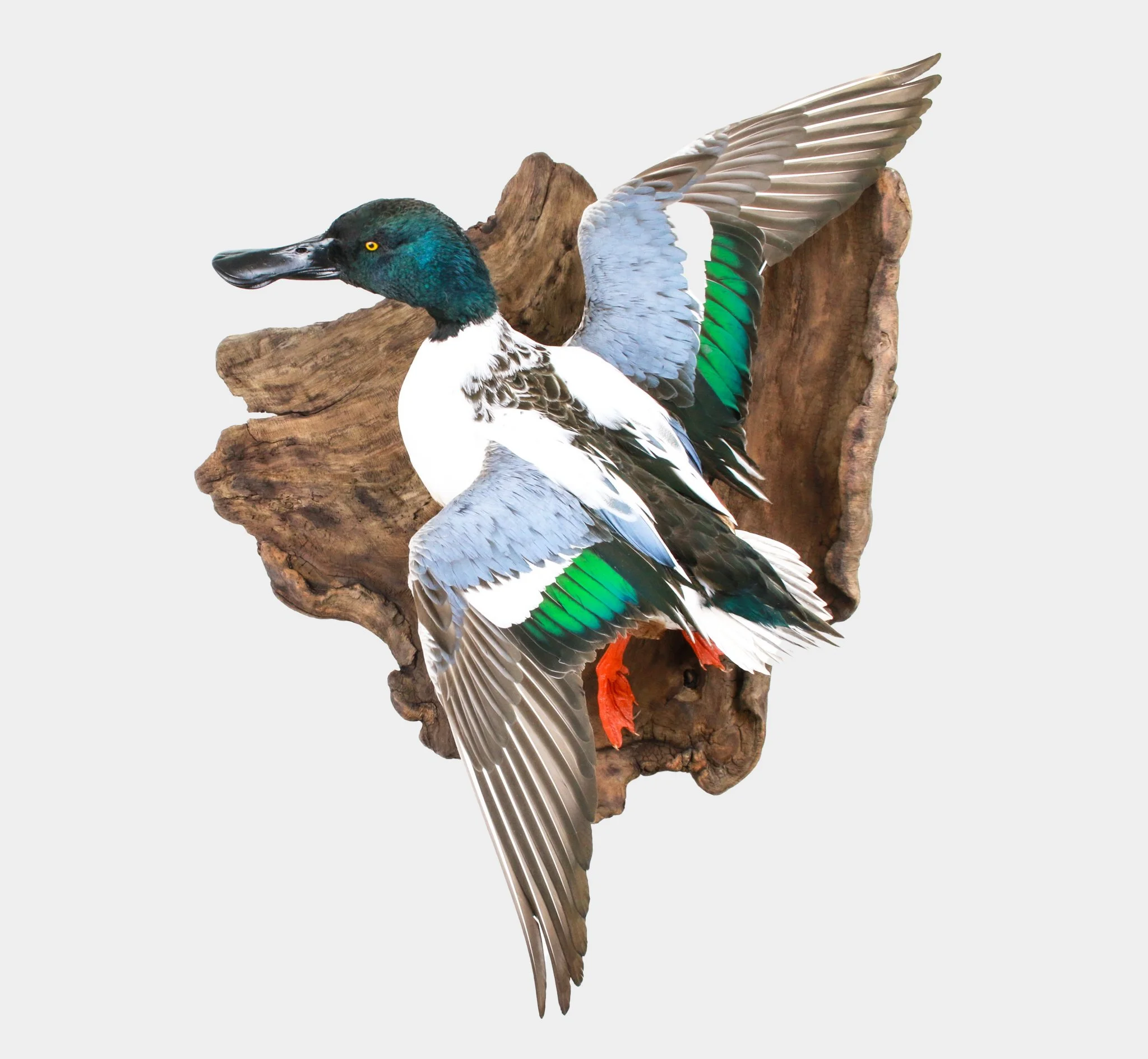 Gallery — AVIAN TAXIDERMY