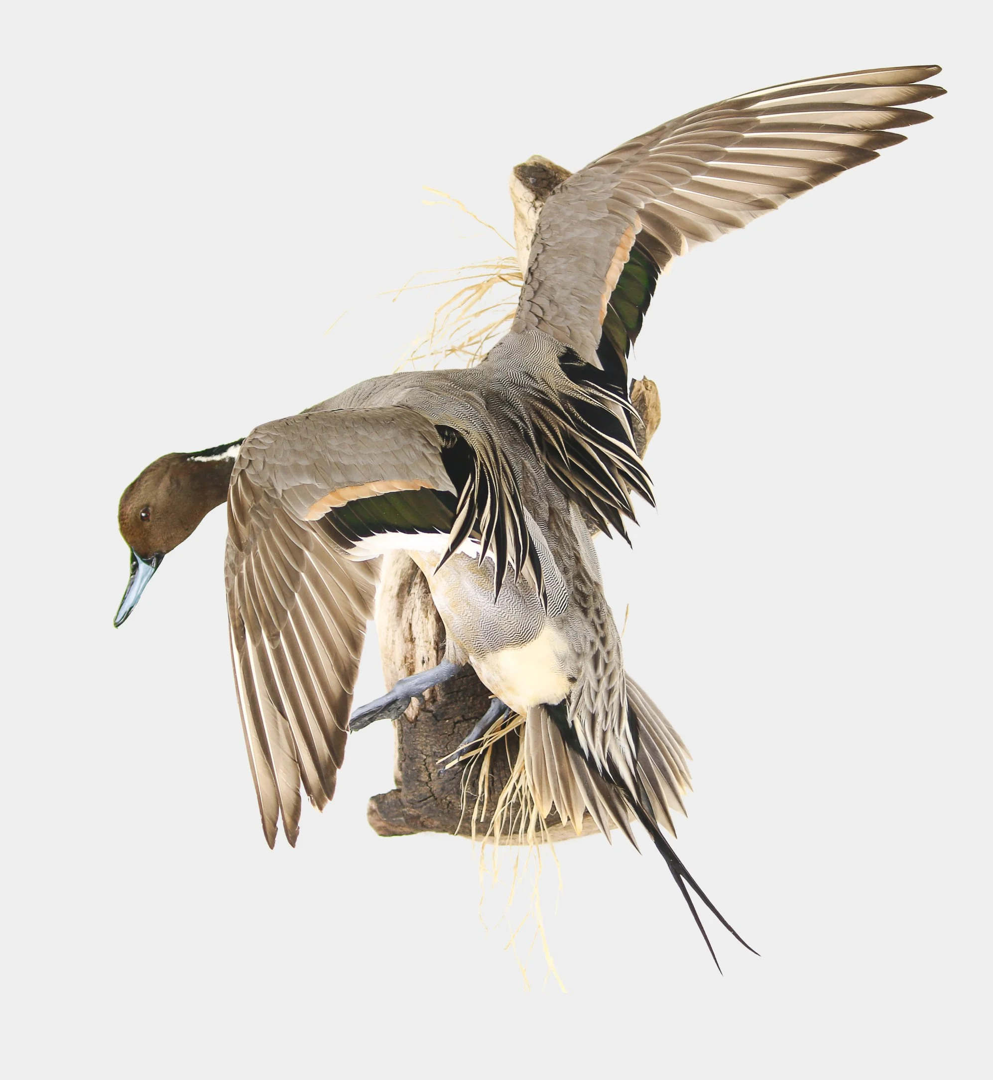 Gallery — AVIAN TAXIDERMY