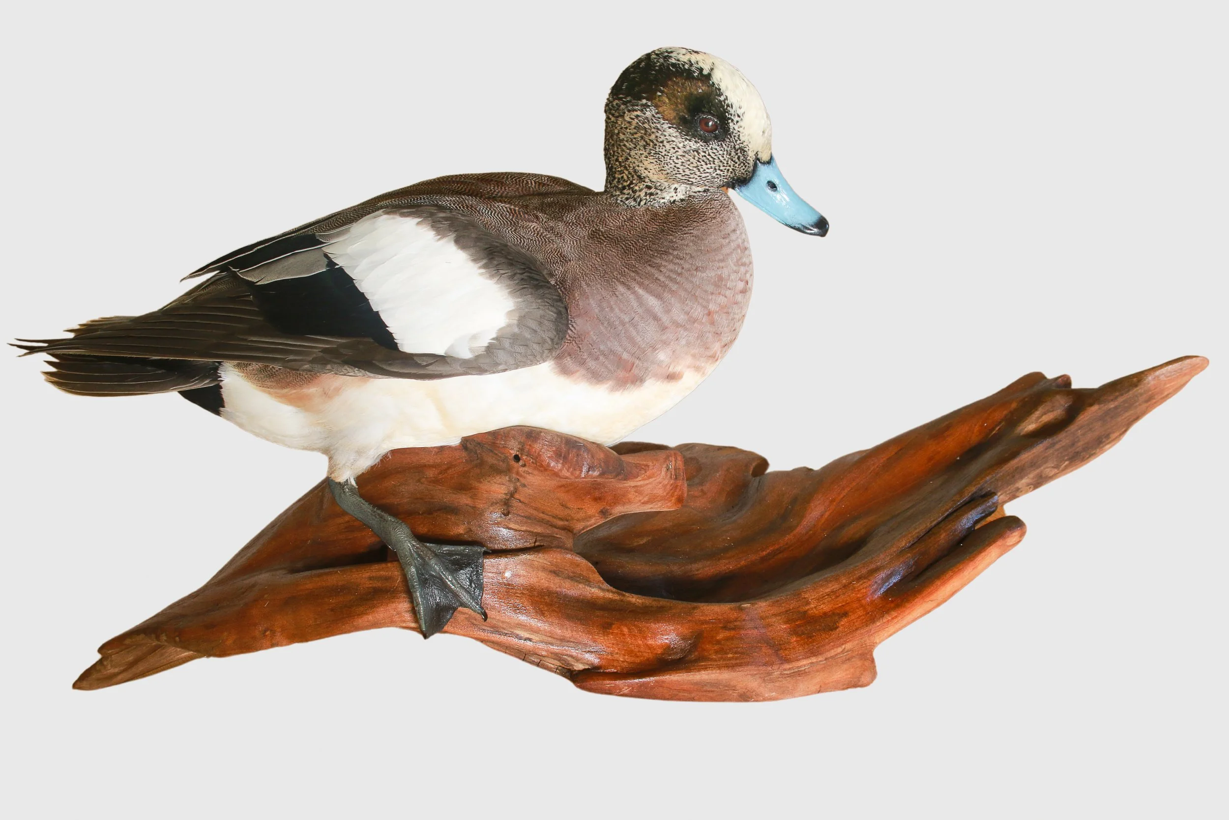Gallery — AVIAN TAXIDERMY