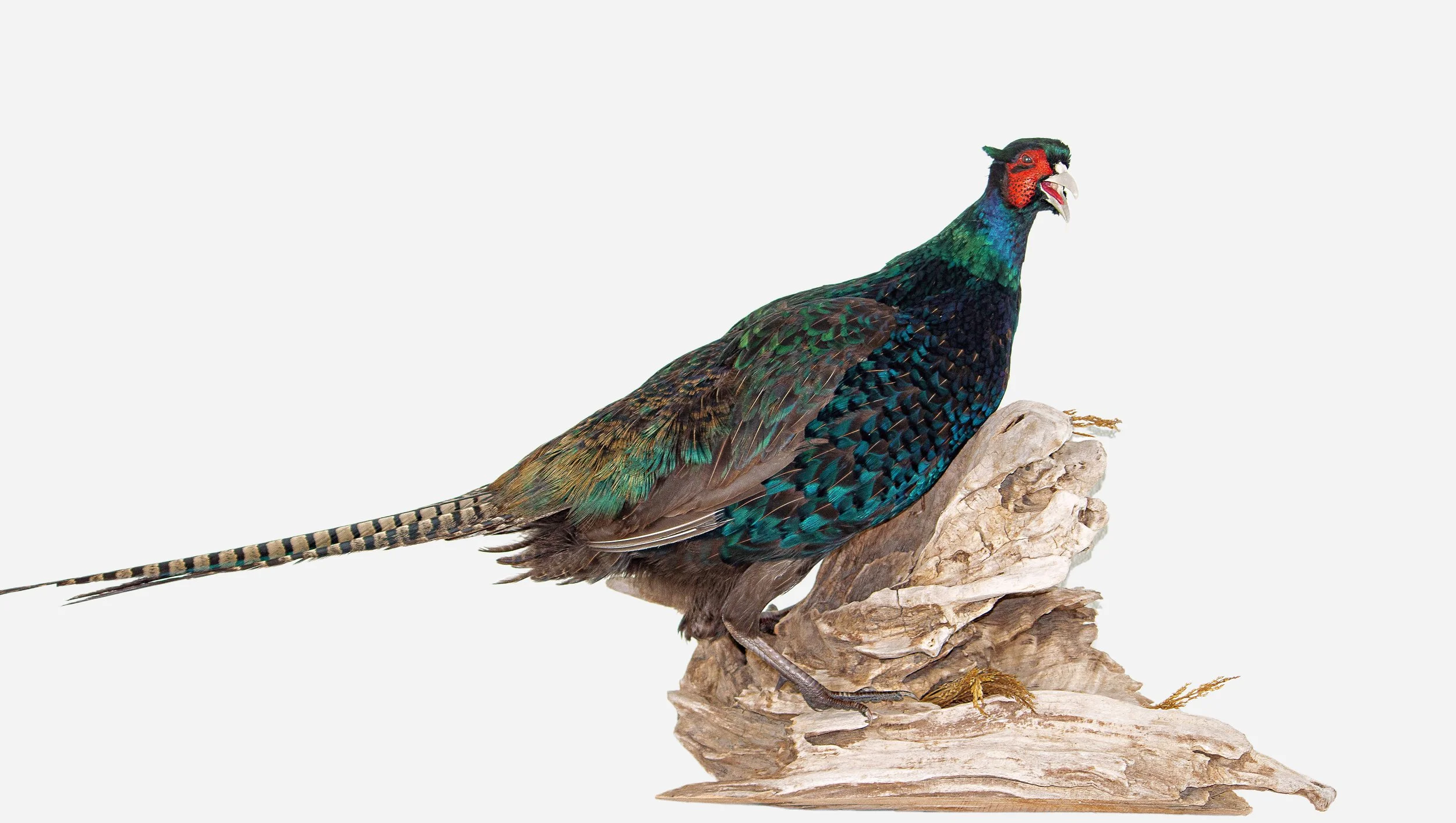 Gallery — AVIAN TAXIDERMY