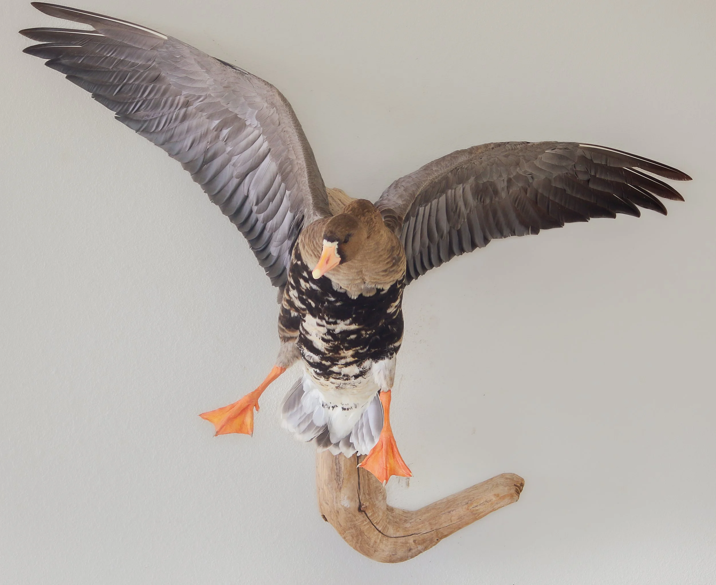 Gallery — AVIAN TAXIDERMY