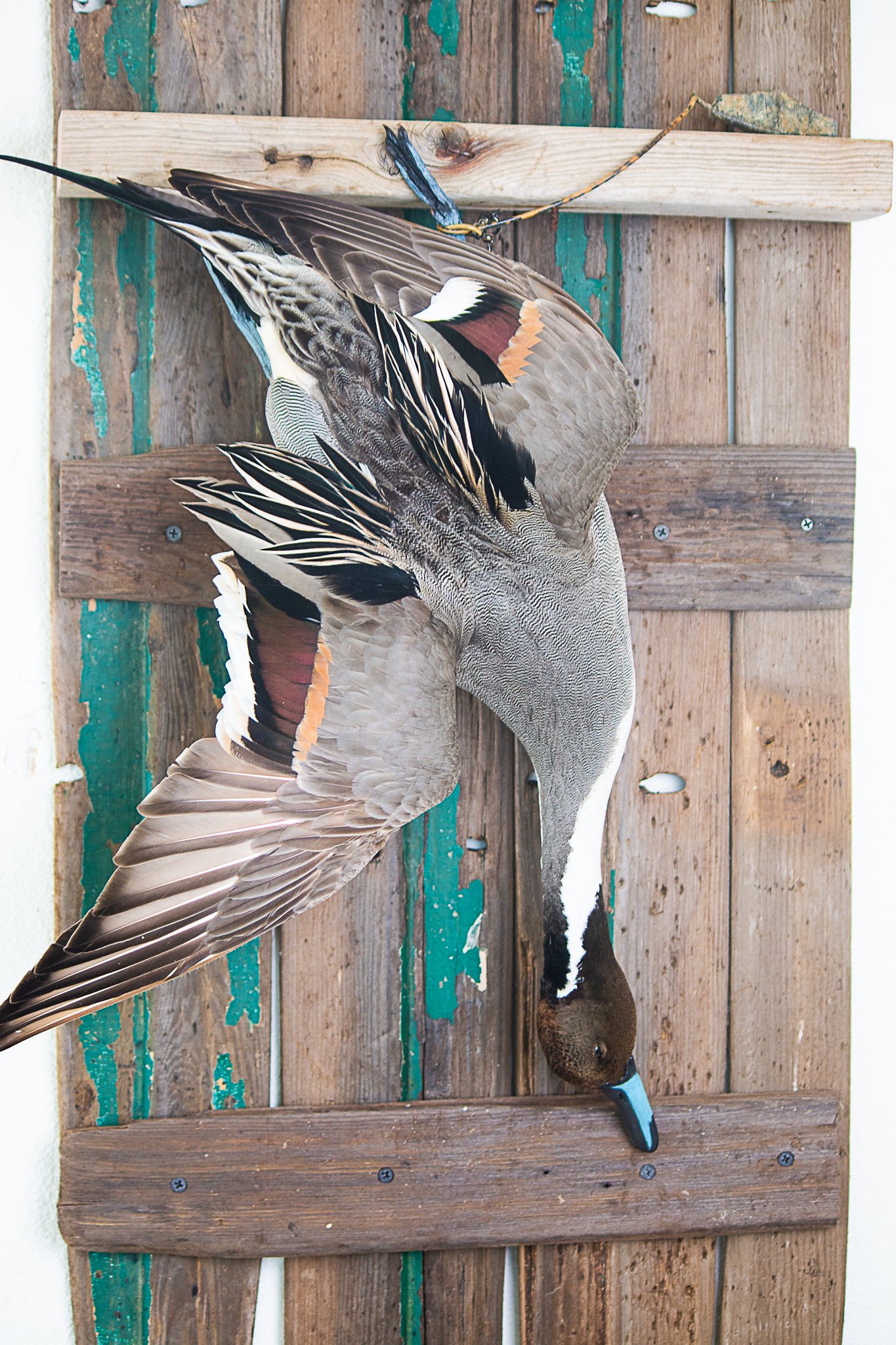 Gallery — AVIAN TAXIDERMY