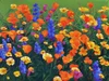 Anne Laddon