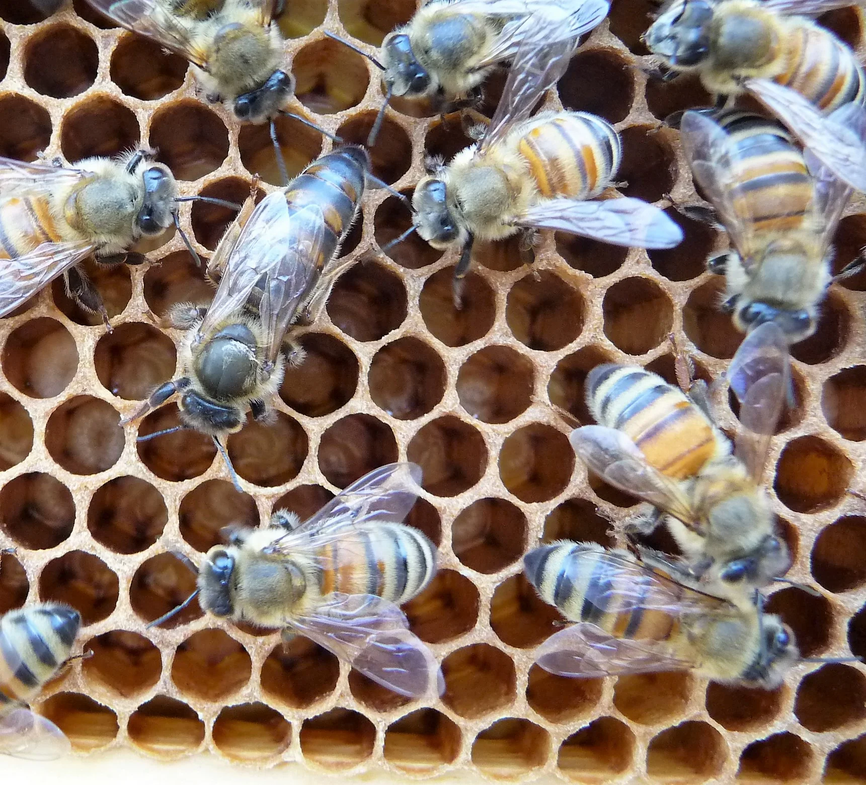 photos 1 — Hay Creek Honey Bees
