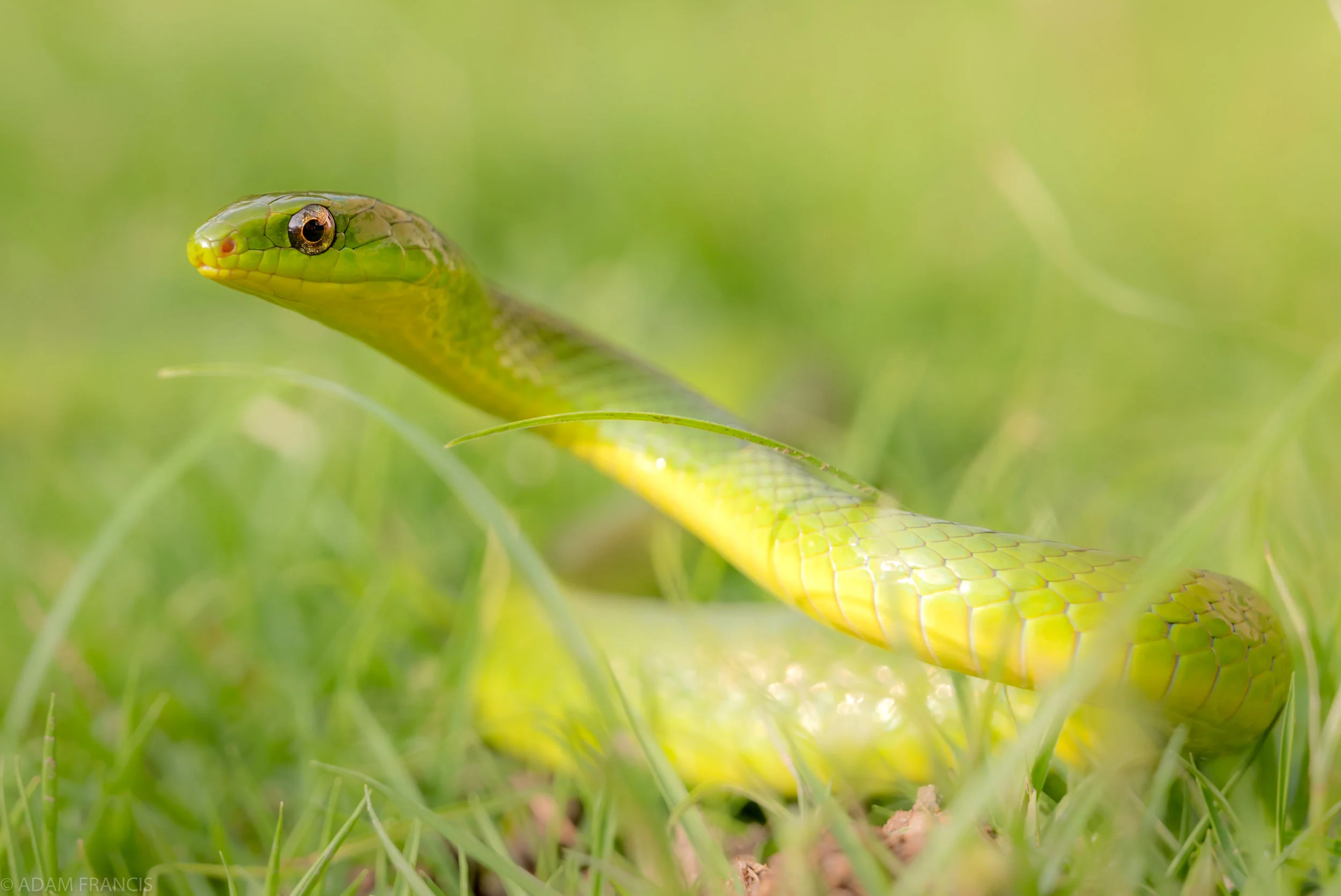 辨認蛇類 — HongKongSnakeID.com