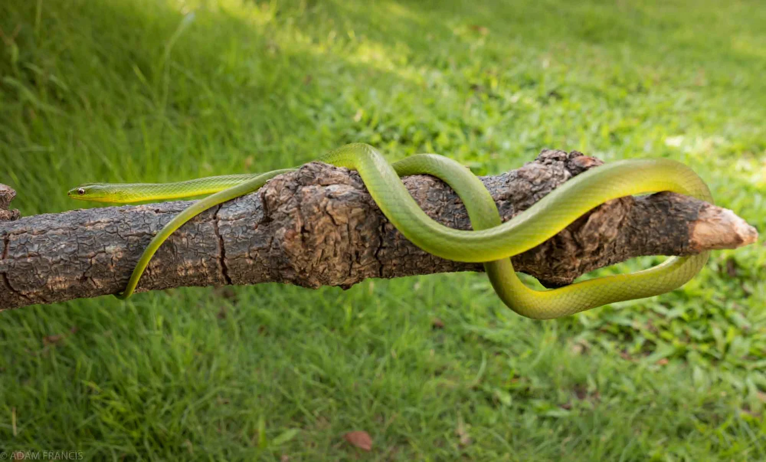 Greater Green Snake - Ptyas major — HongKongSnakeID.com