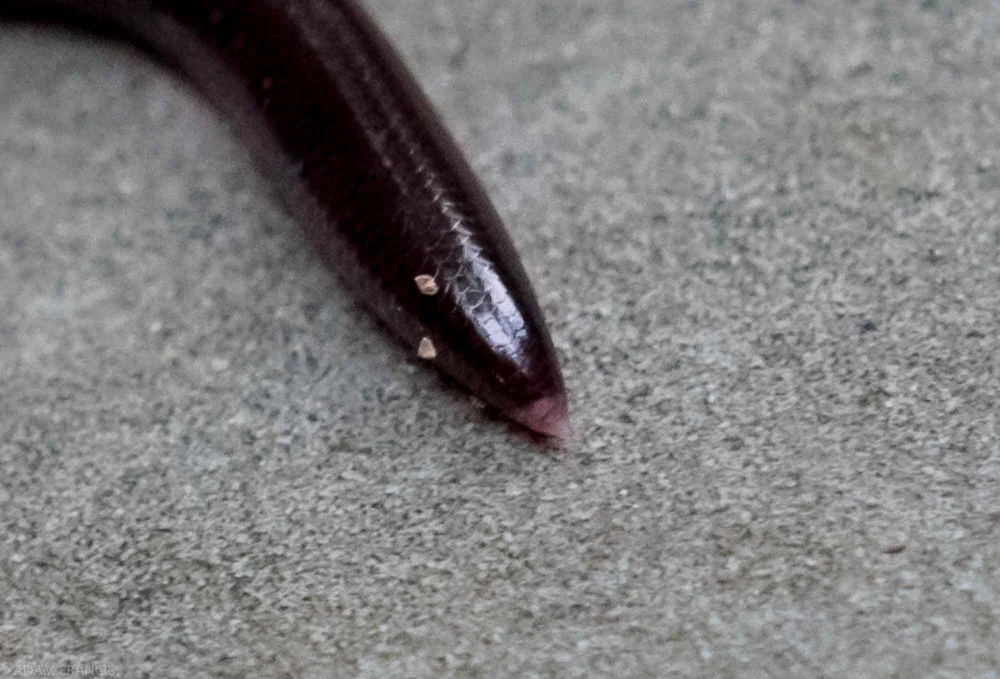 Common Blind Snake - Indotyphlops braminus — HongKongSnakeID.com