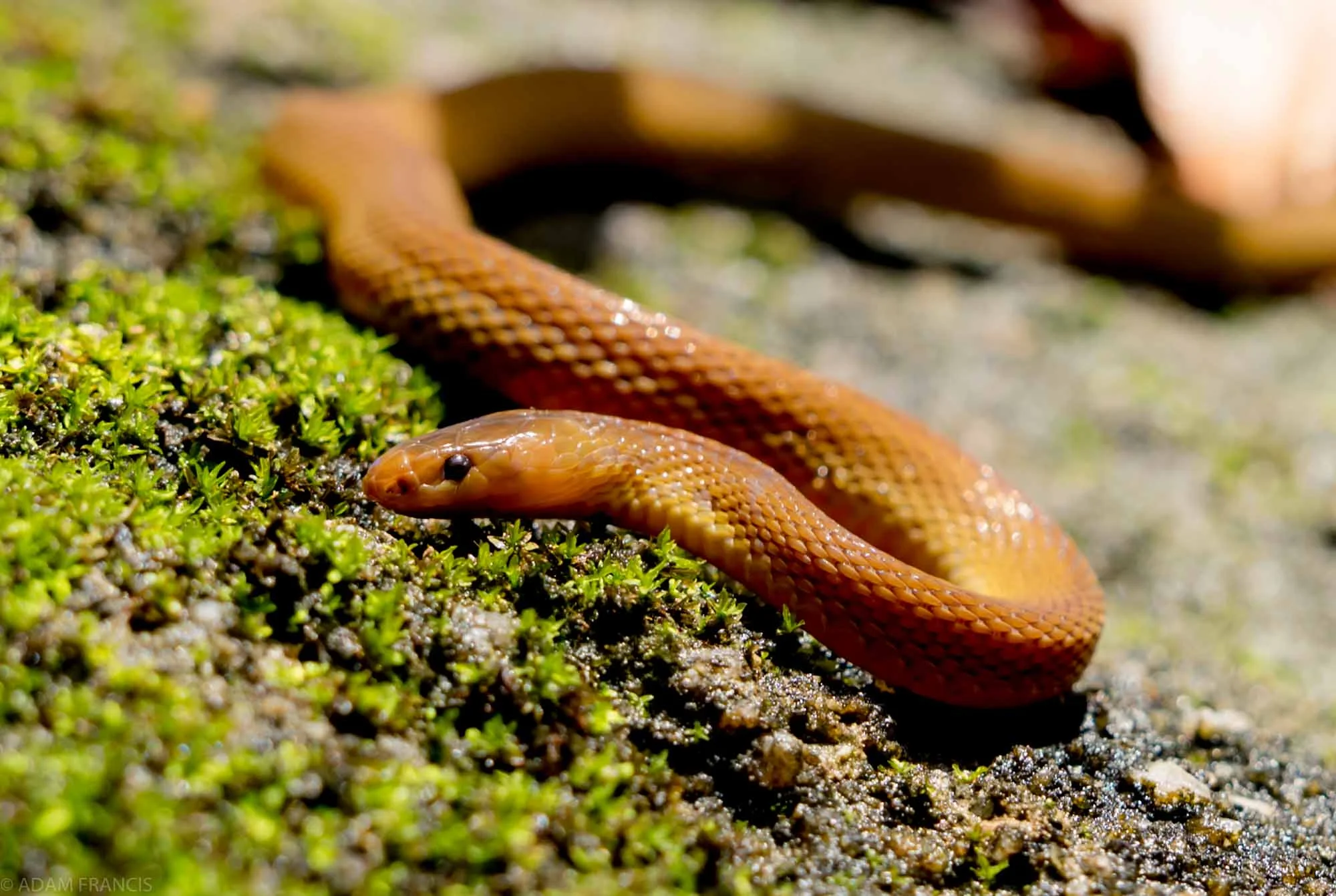 HongKongSnakeID.com