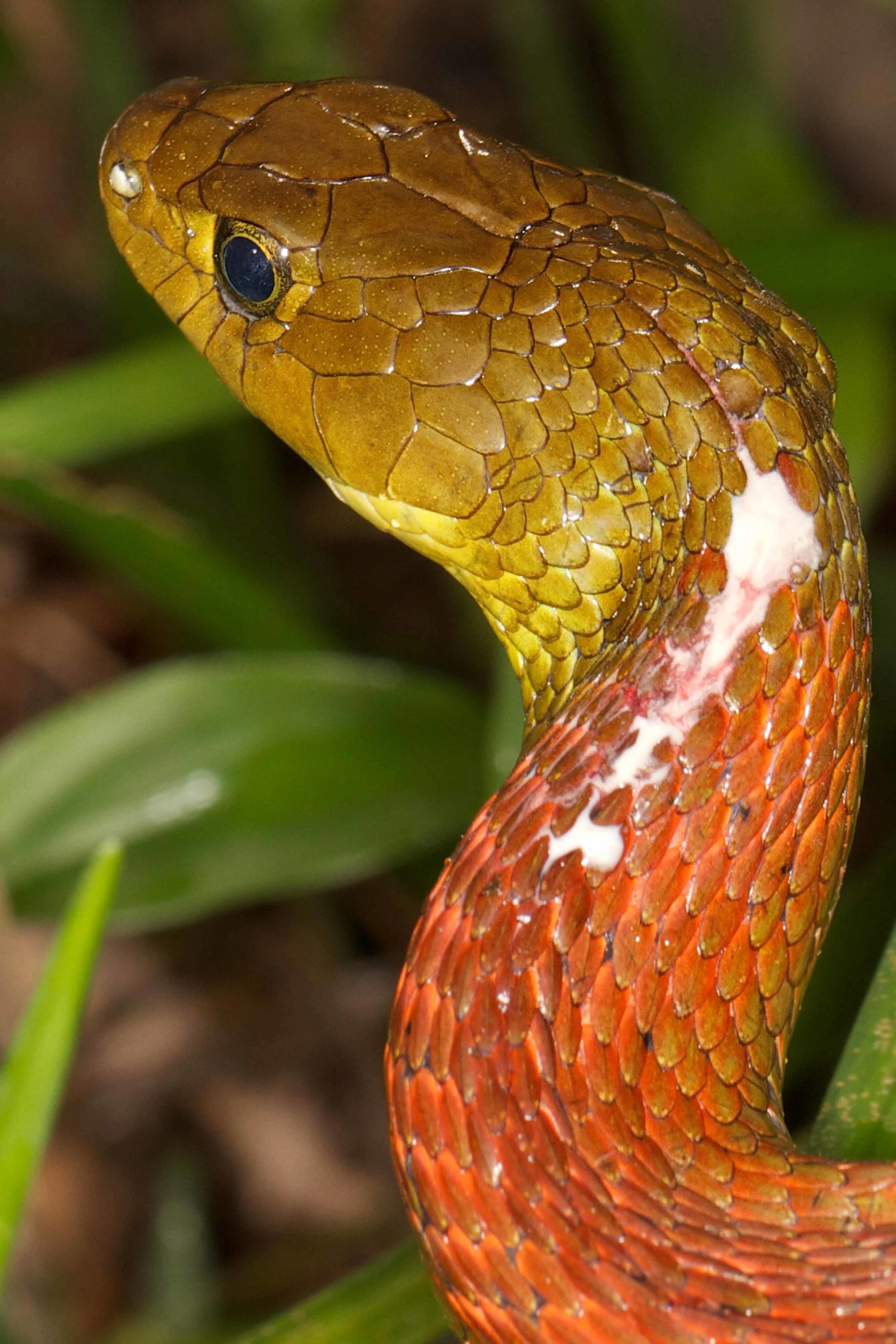紅脖游蛇 — HongKongSnakeID.com
