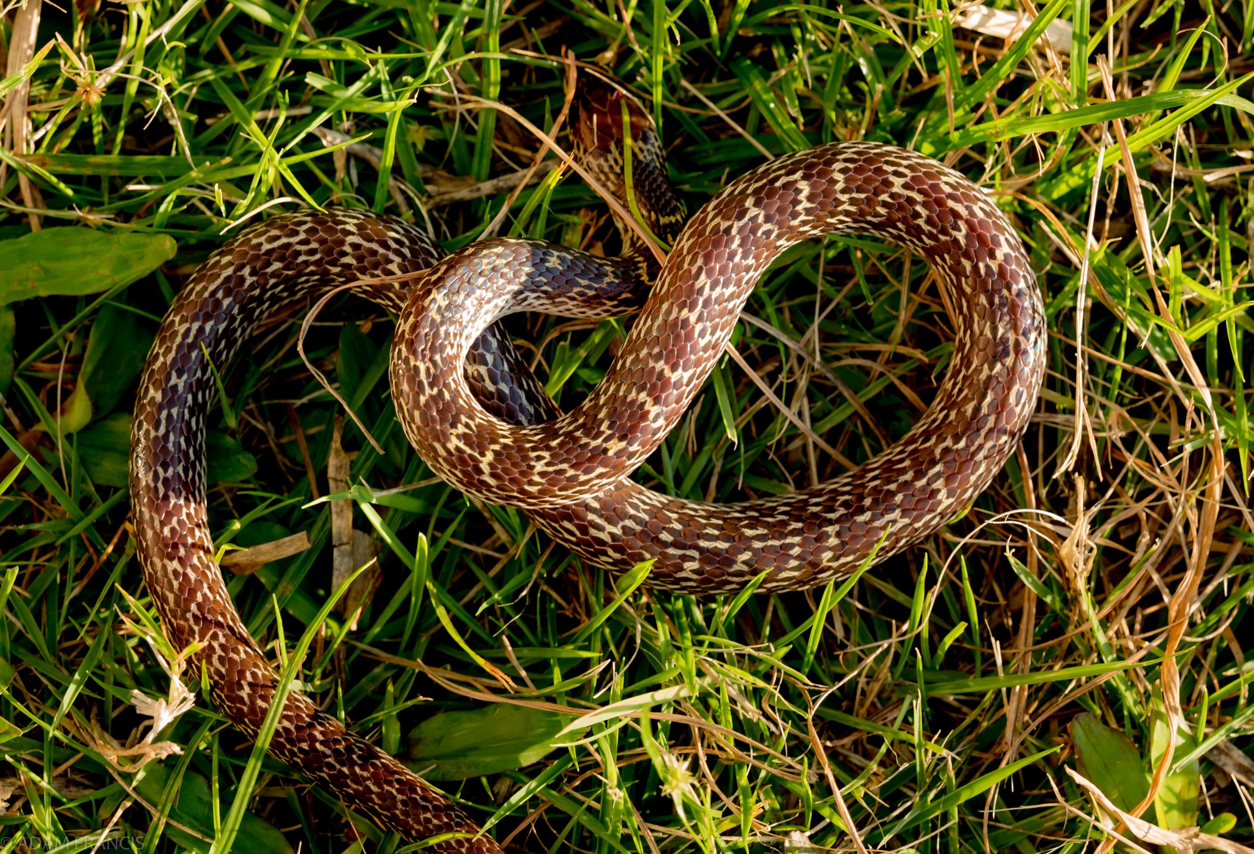 Common Wolf Snake - Lycodon capucinus — HongKongSnakeID.com