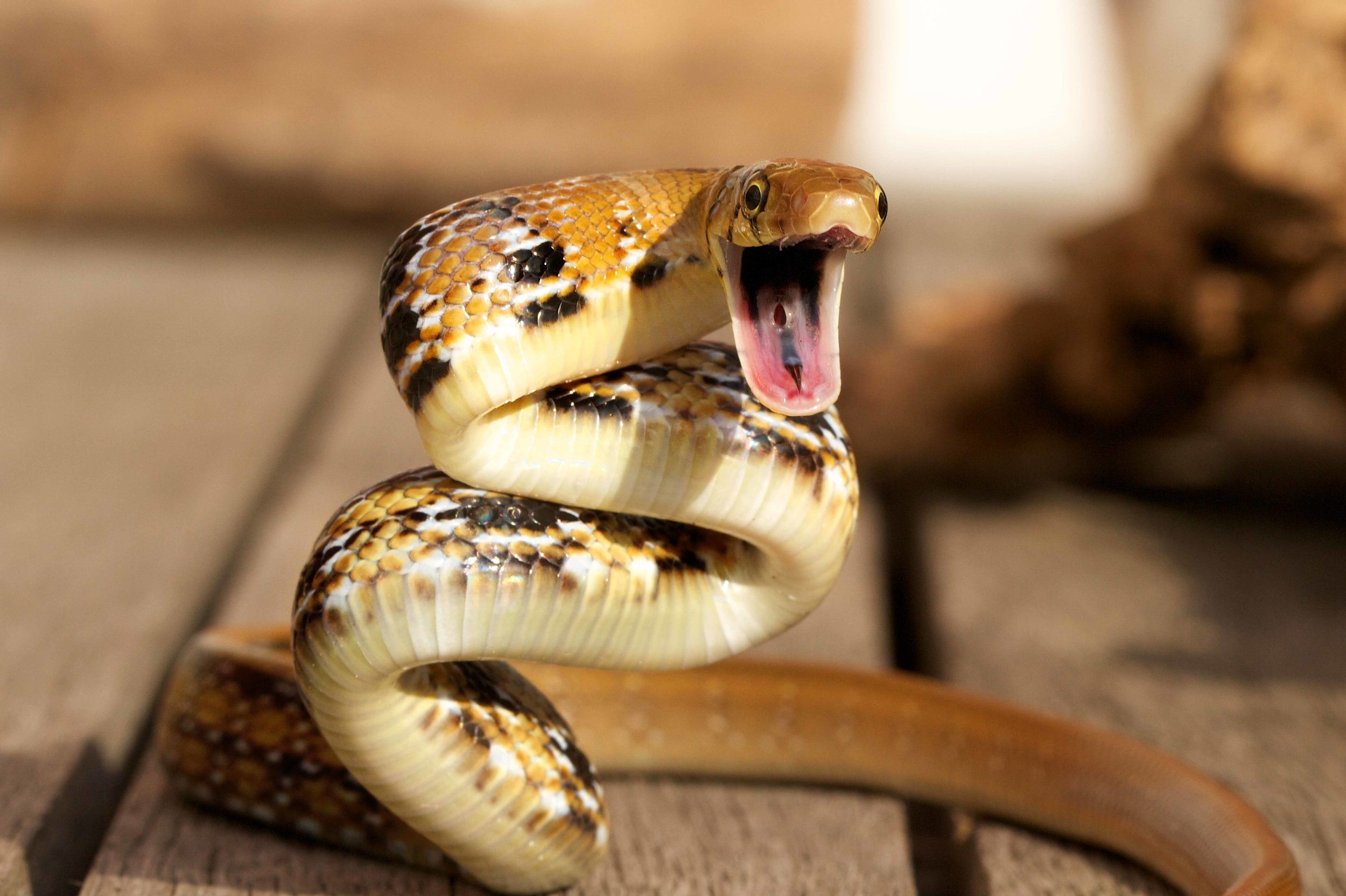 Copperhead Racer - Coelognathus radiatus — HongKongSnakeID.com