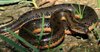 中國水蛇 — HongKongSnakeID.com