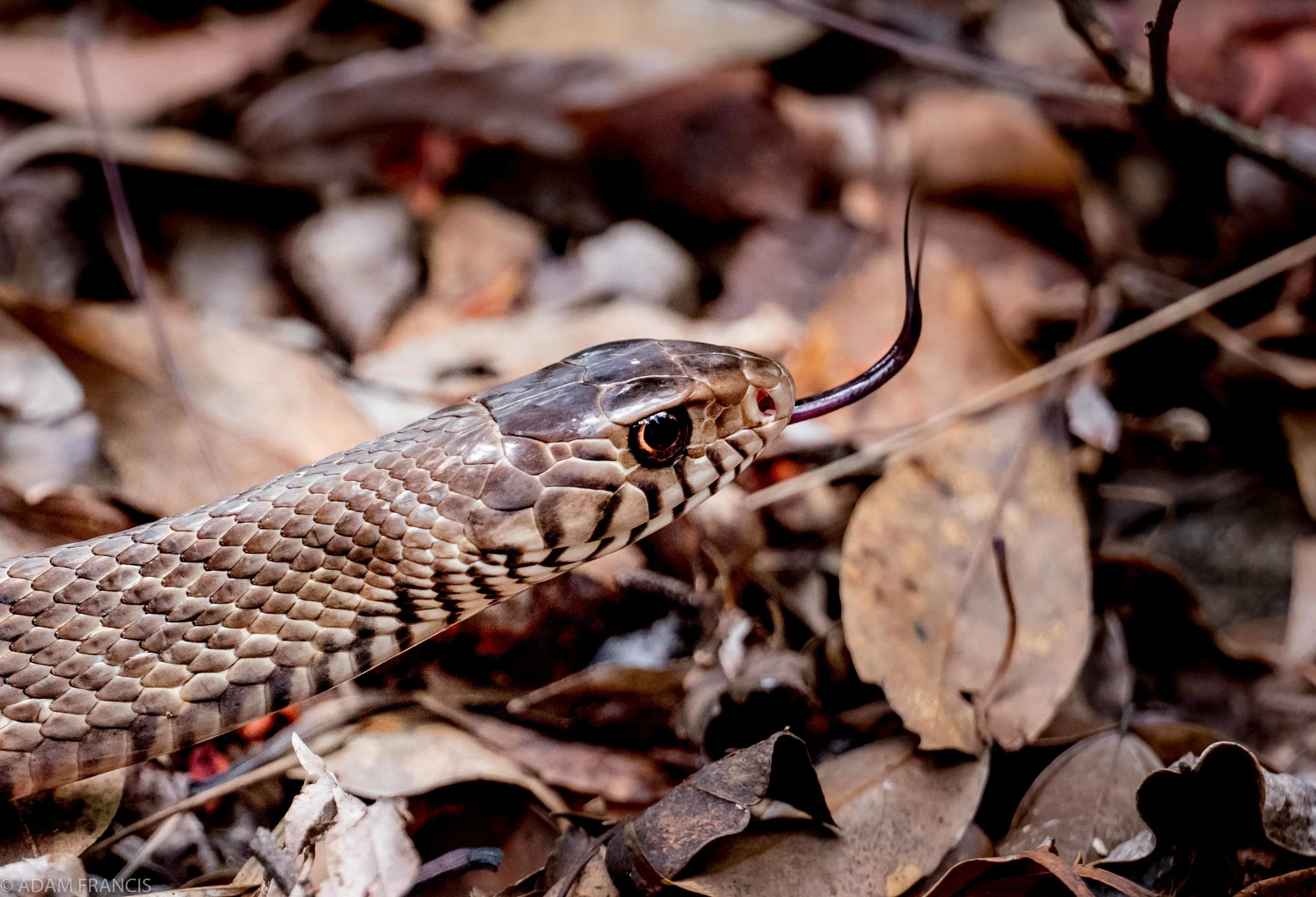 Hong Kong Snakes — HongKongSnakeID.com