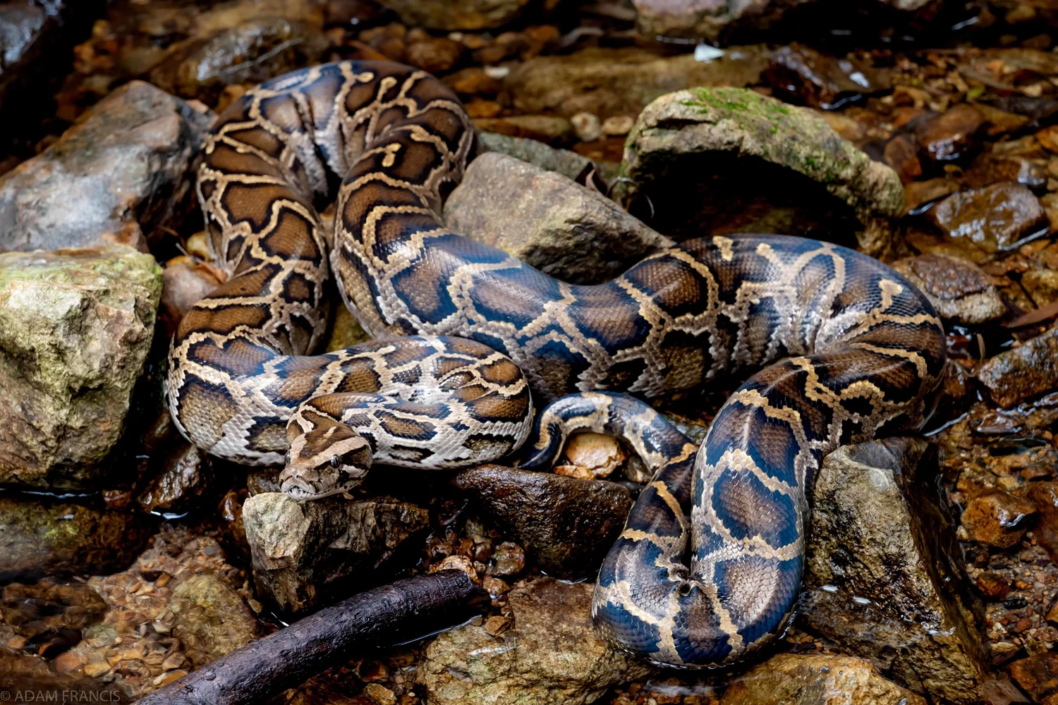 Burmese Python - Python bivitattus — HongKongSnakeID.com