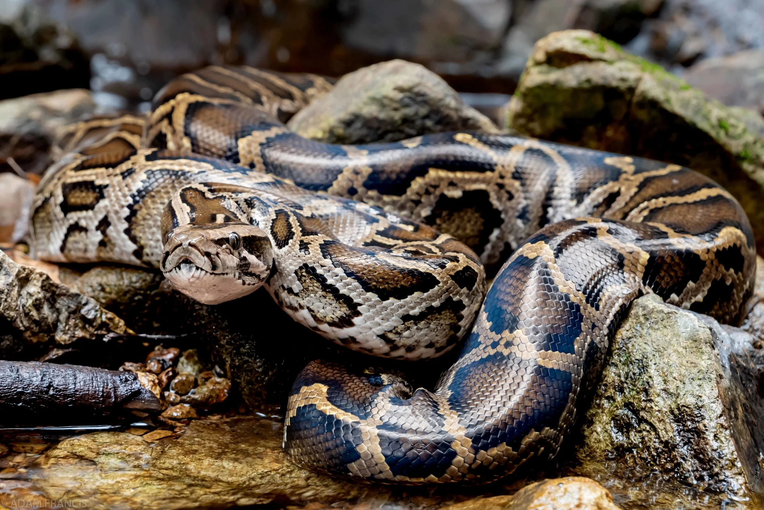 Burmese Python - Python bivitattus — HongKongSnakeID.com