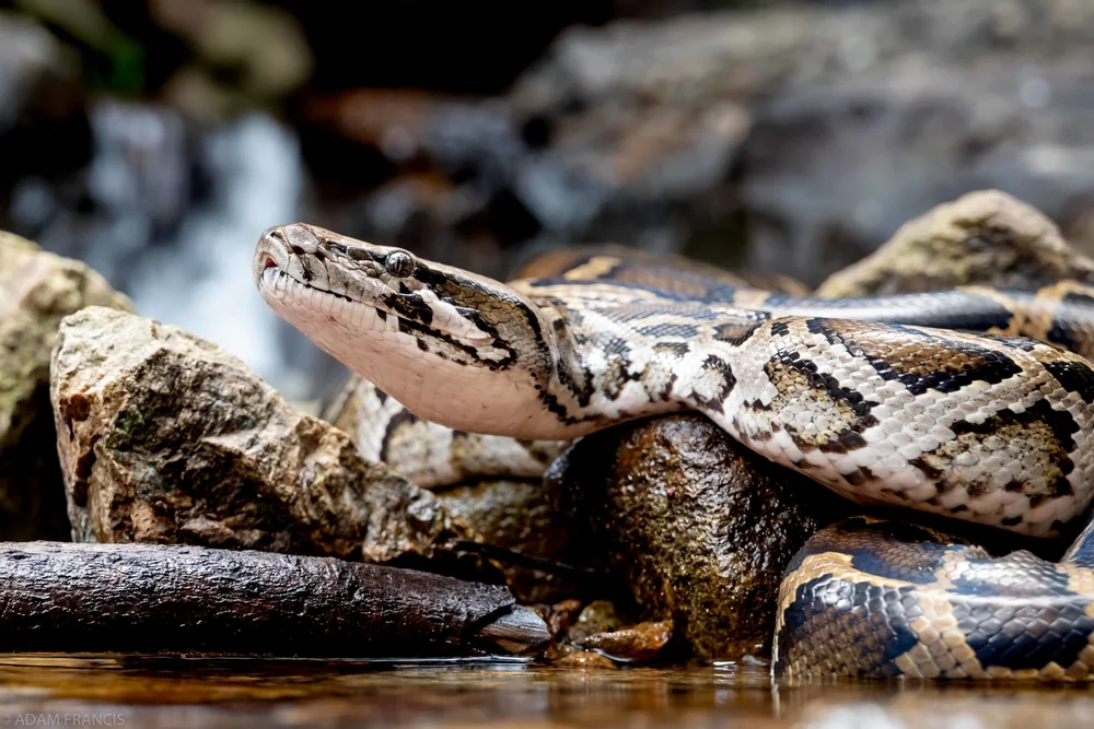 Burmese Python - Python bivitattus — HongKongSnakeID.com