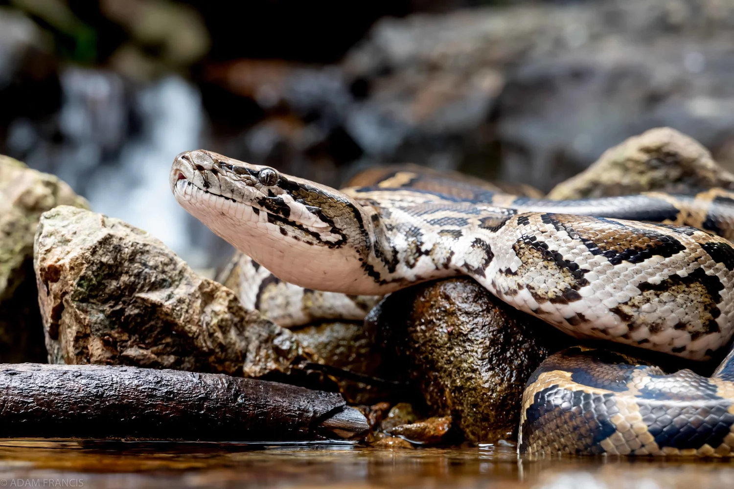 Burmese Python - Python bivitattus — HongKongSnakeID.com