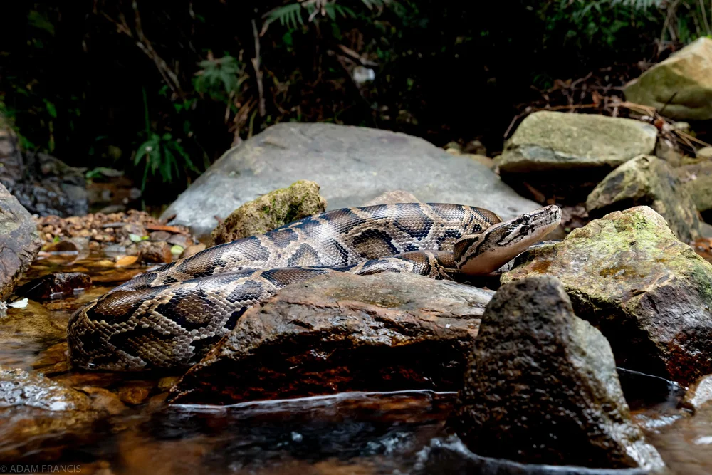 Burmese Python - Python bivitattus — HongKongSnakeID.com