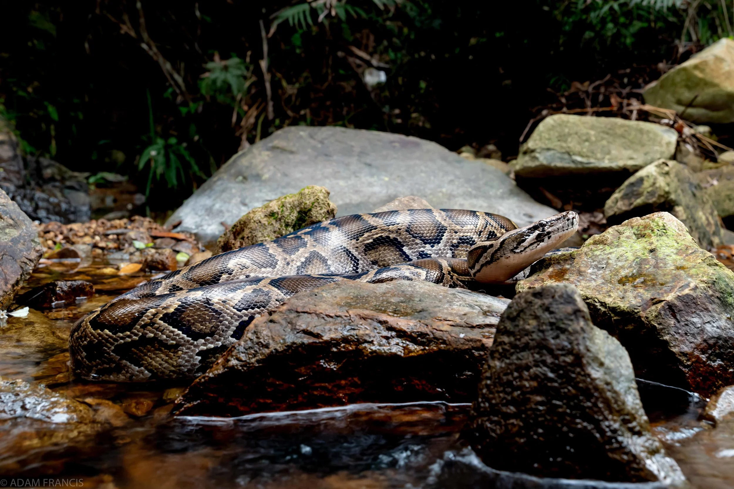 Burmese Python - Python bivitattus — HongKongSnakeID.com