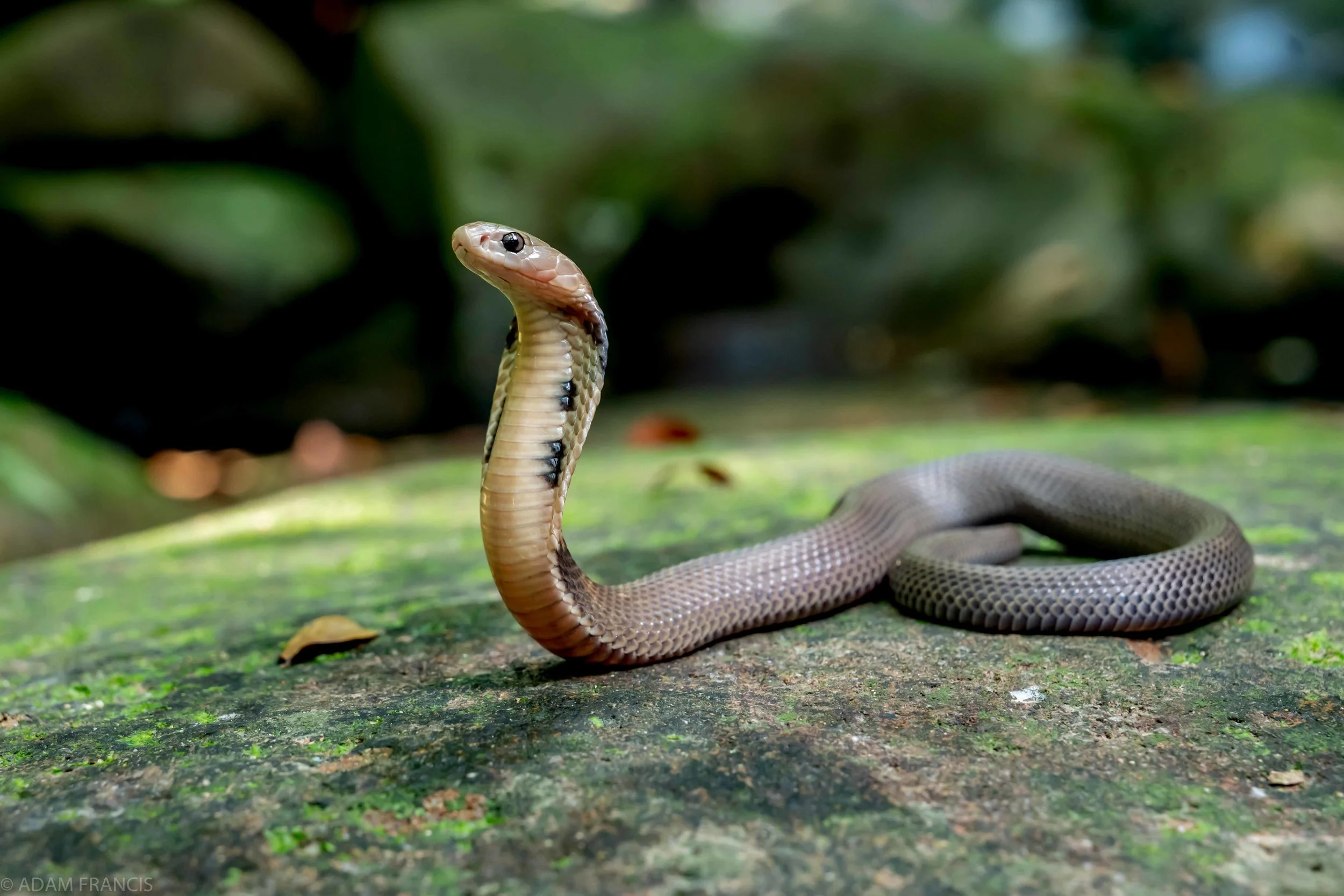 HongKongSnakeID.com