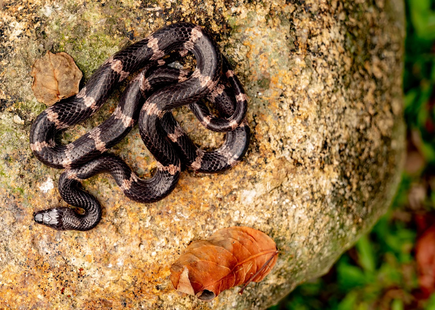 Futsing Wolf Snake - Lycodon futsingensis — HongKongSnakeID.com
