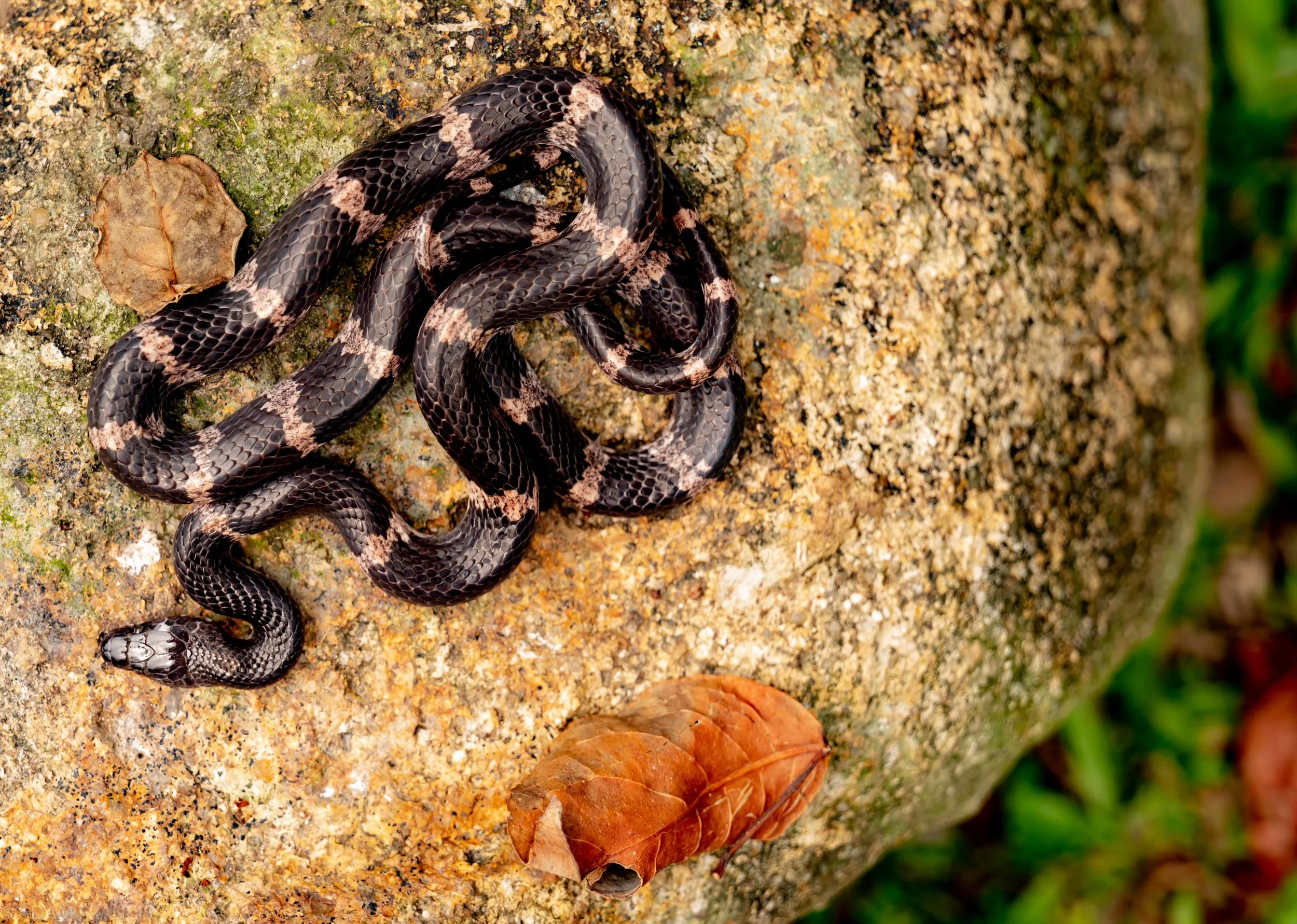 Futsing Wolf Snake - Lycodon futsingensis — HongKongSnakeID.com