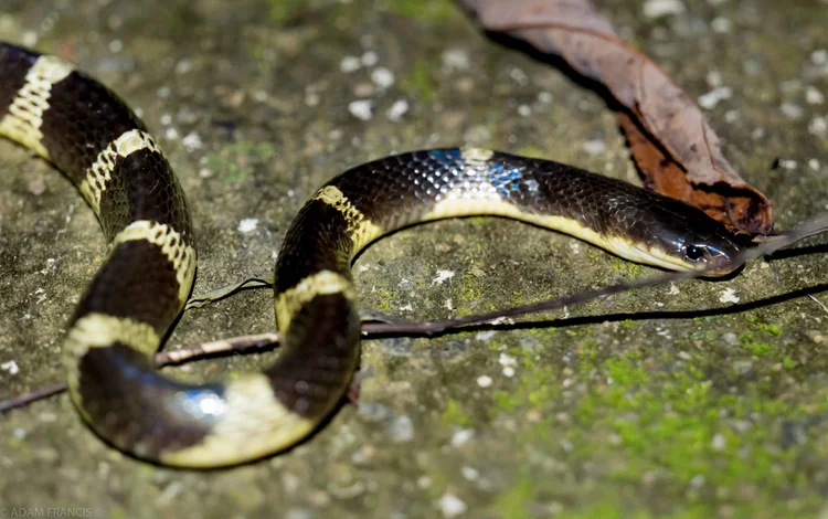 We Need to Talk About Kraits and Wolf Snakes... — HongKongSnakeID.com