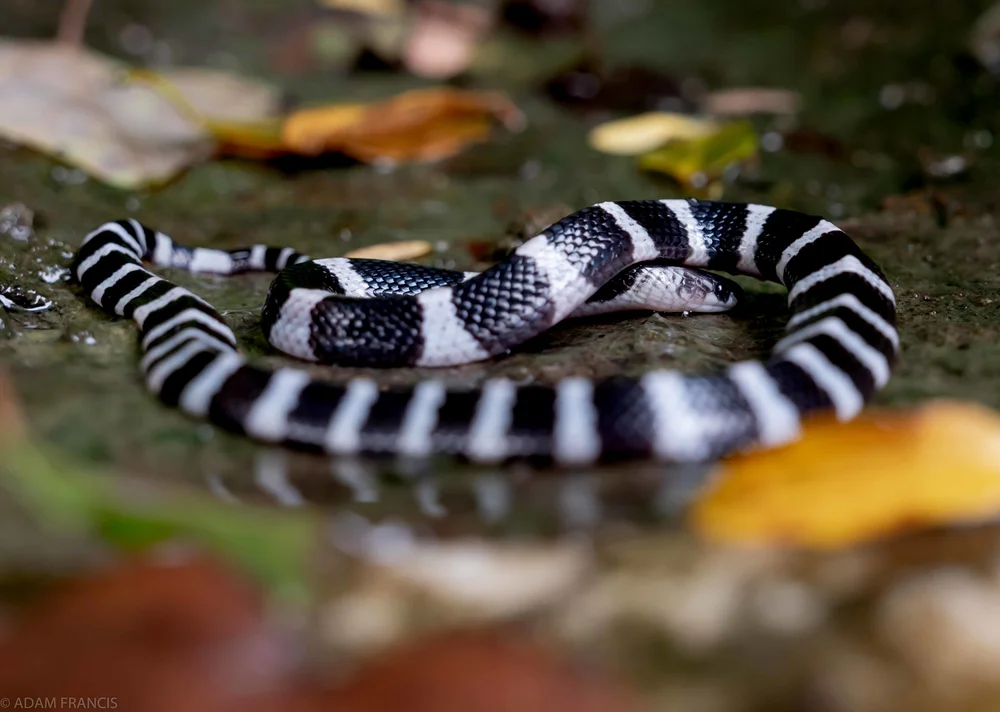 We Need to Talk About Kraits and Wolf Snakes... — HongKongSnakeID.com