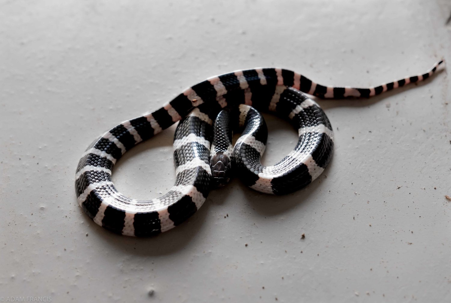 We Need to Talk About Kraits and Wolf Snakes... — HongKongSnakeID.com
