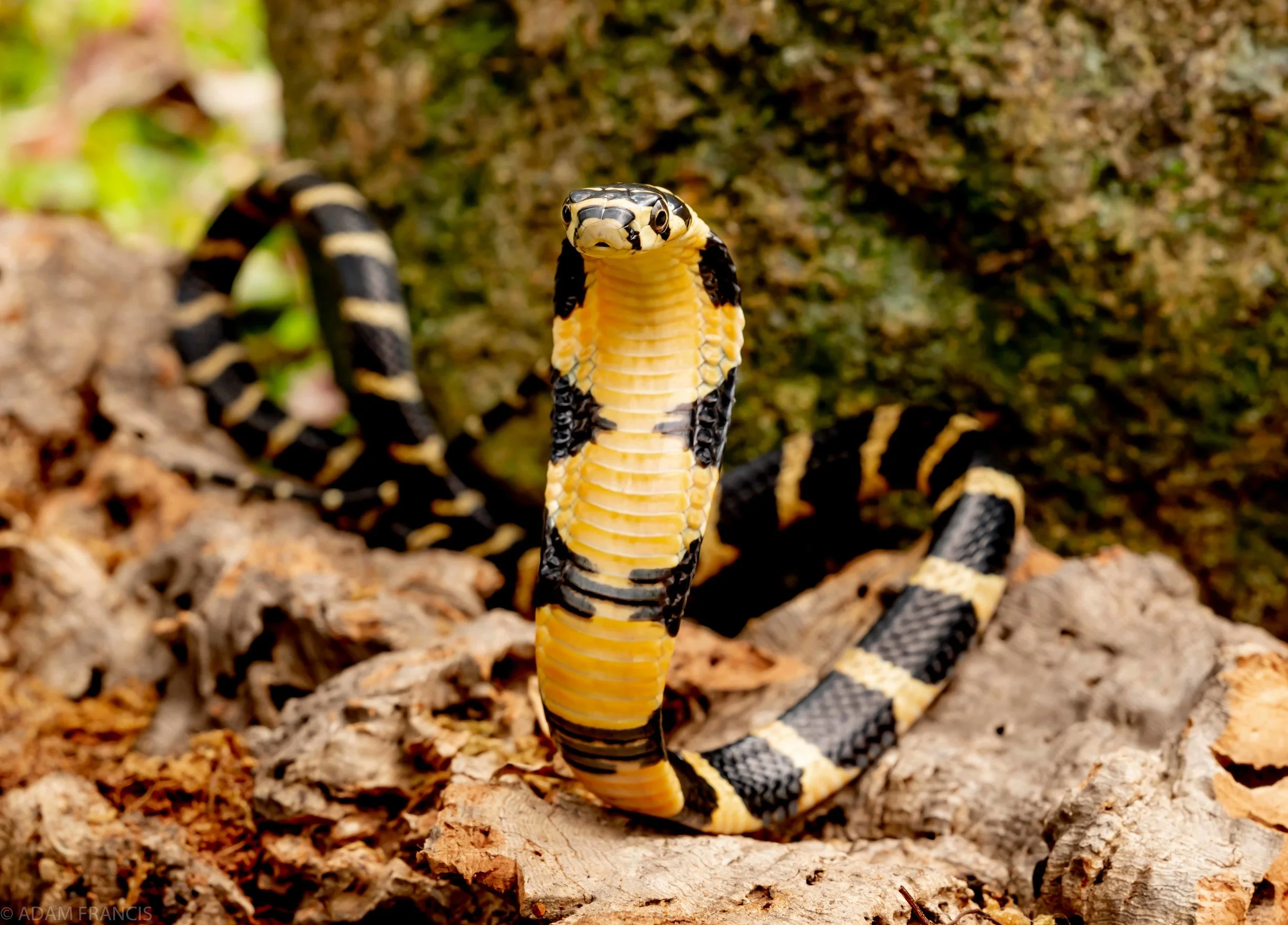 HongKongSnakeID.com