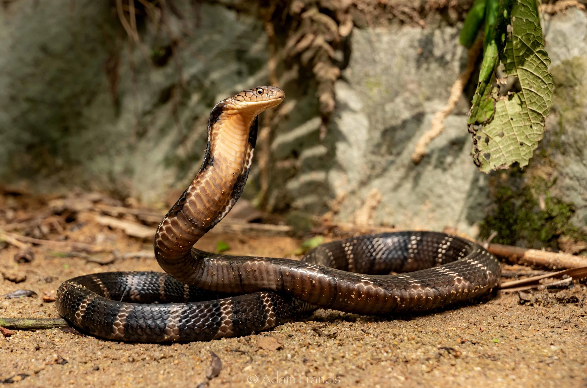 The King — HongKongSnakeID.com
