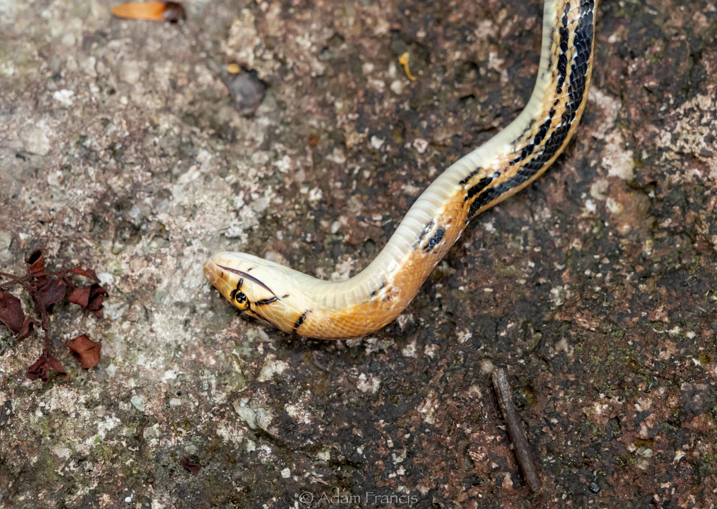 Copperhead Racer - Coelognathus radiatus — HongKongSnakeID.com