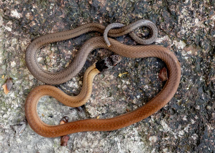 Chinese Mountain Snake - Sibynophis chinensis chinensis ...
