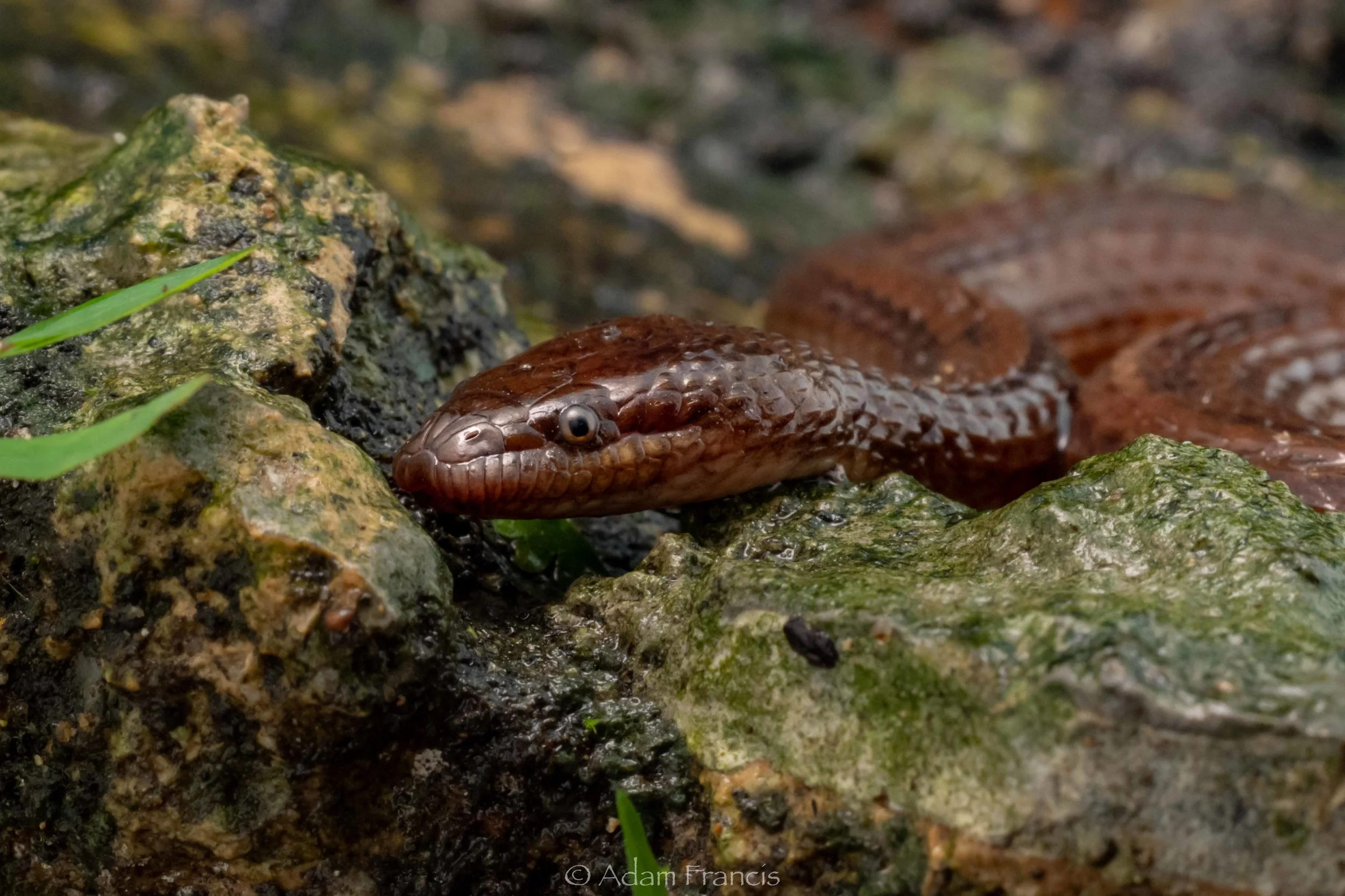 Striped Stream Snake - Opisthotropis kuatunensis — HongKongSnakeID.com