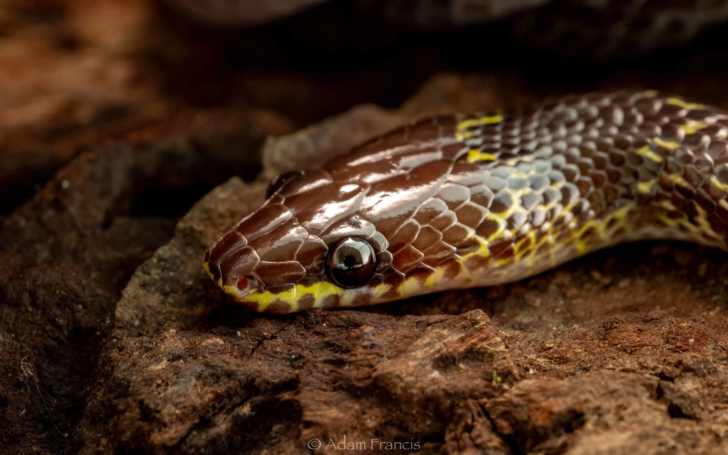 Common Wolf Snake - Lycodon capucinus — HongKongSnakeID.com