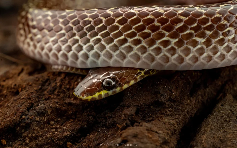 Common Wolf Snake - Lycodon capucinus — HongKongSnakeID.com